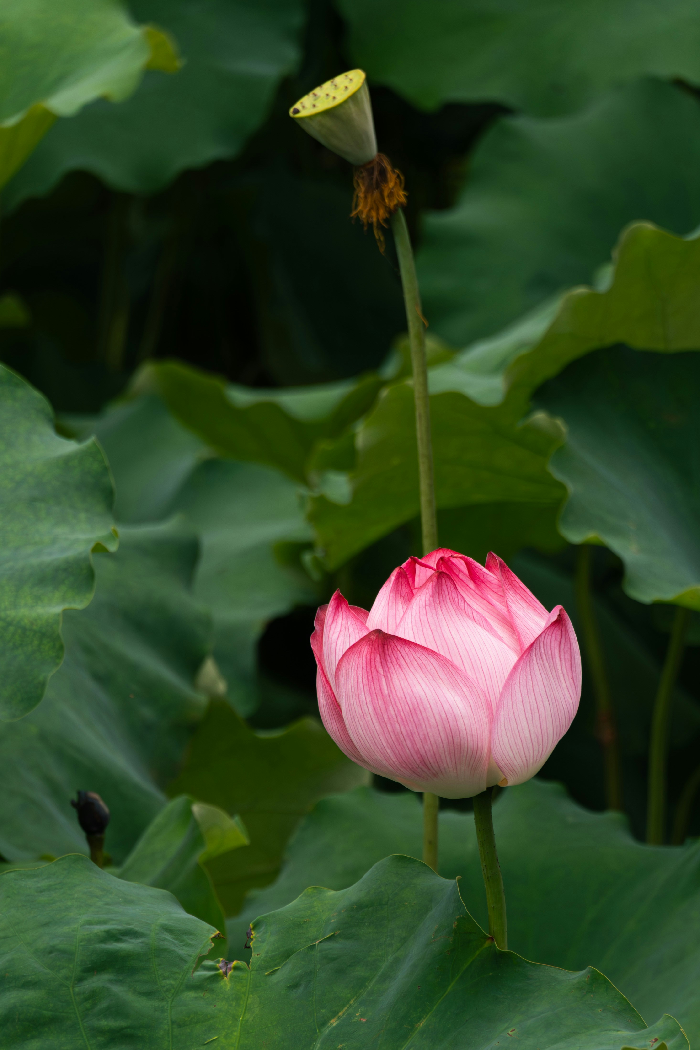 Pink Lotus Bud Rising Among Green Veil