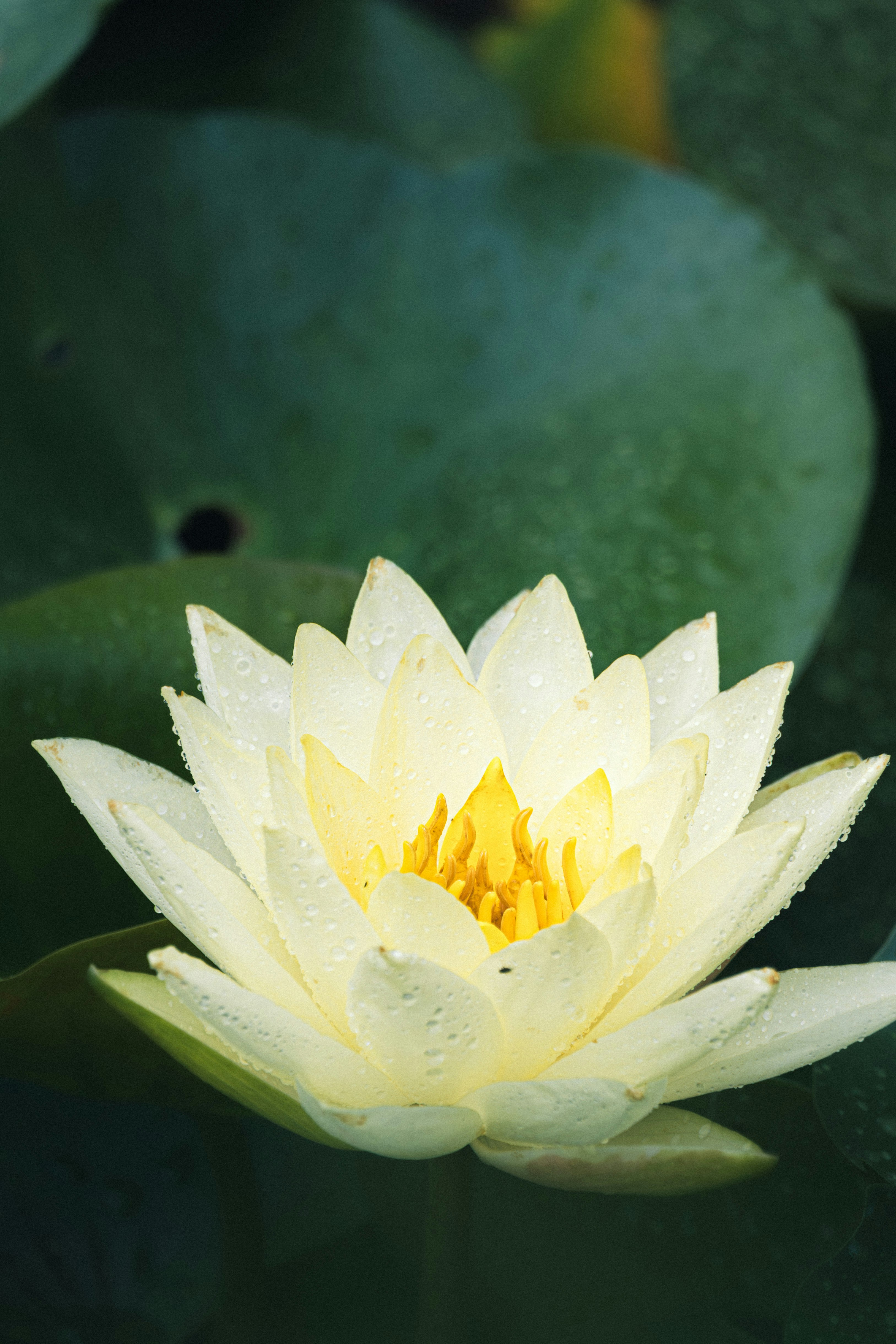 Central Bloom: A White Waterlily Illuminated by Morning Light