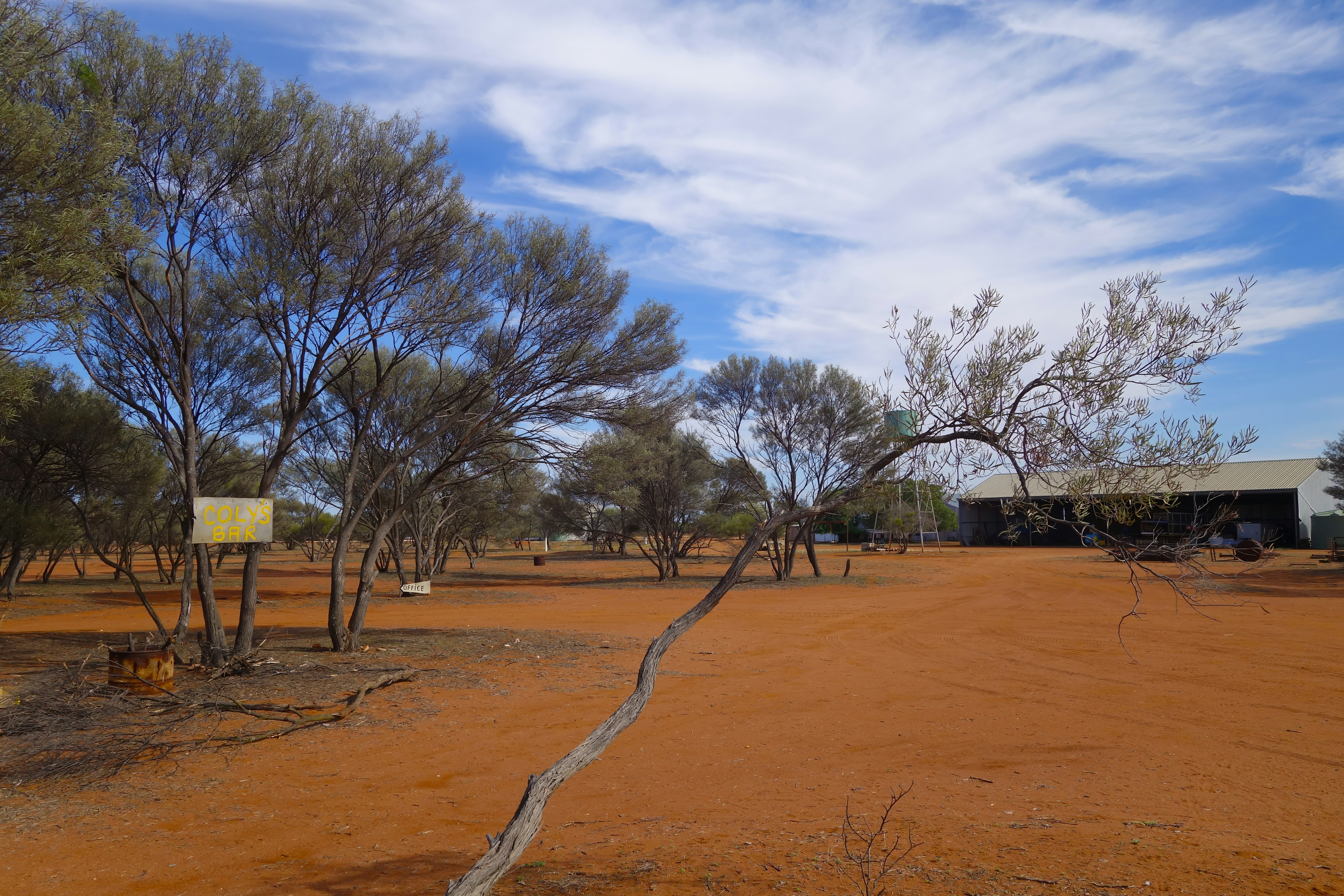 Dusty Clearing under a Sparse Oak Canopy