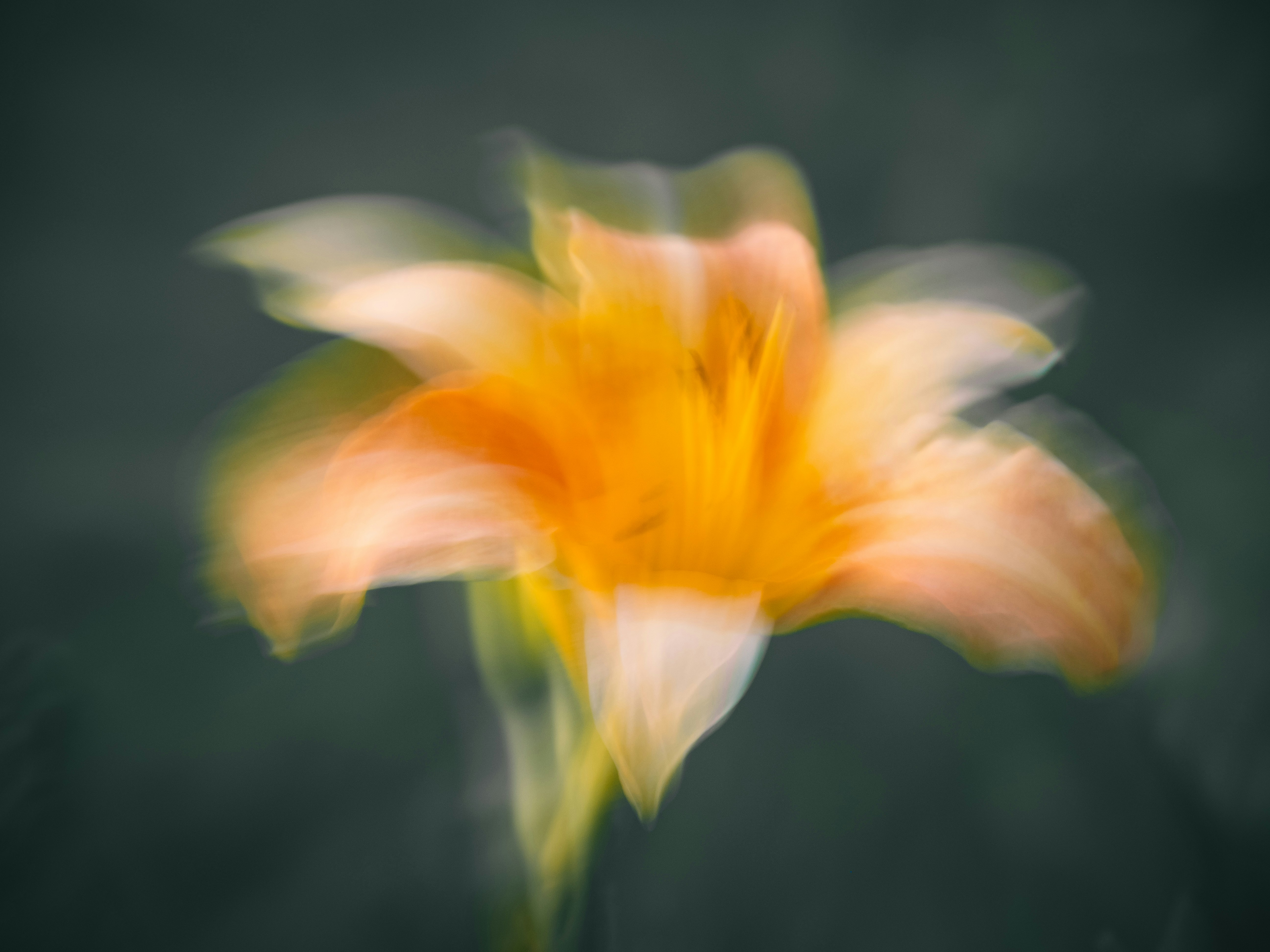 Blossom in Motion: A Blur of Orange and Green