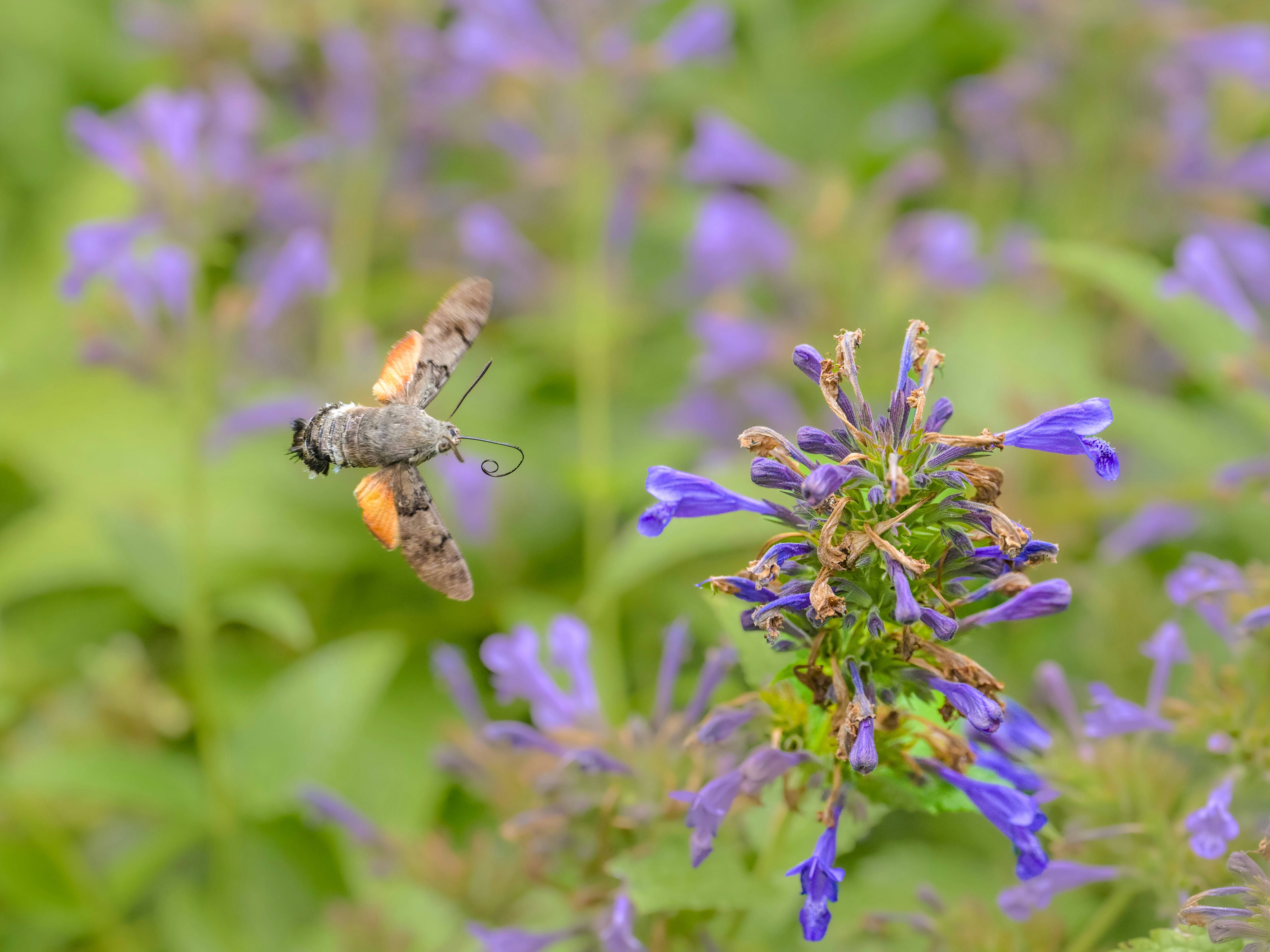 Hummingbird Hawk-Moth Hovering Near Violet Blooms in a Sunlit Meadow