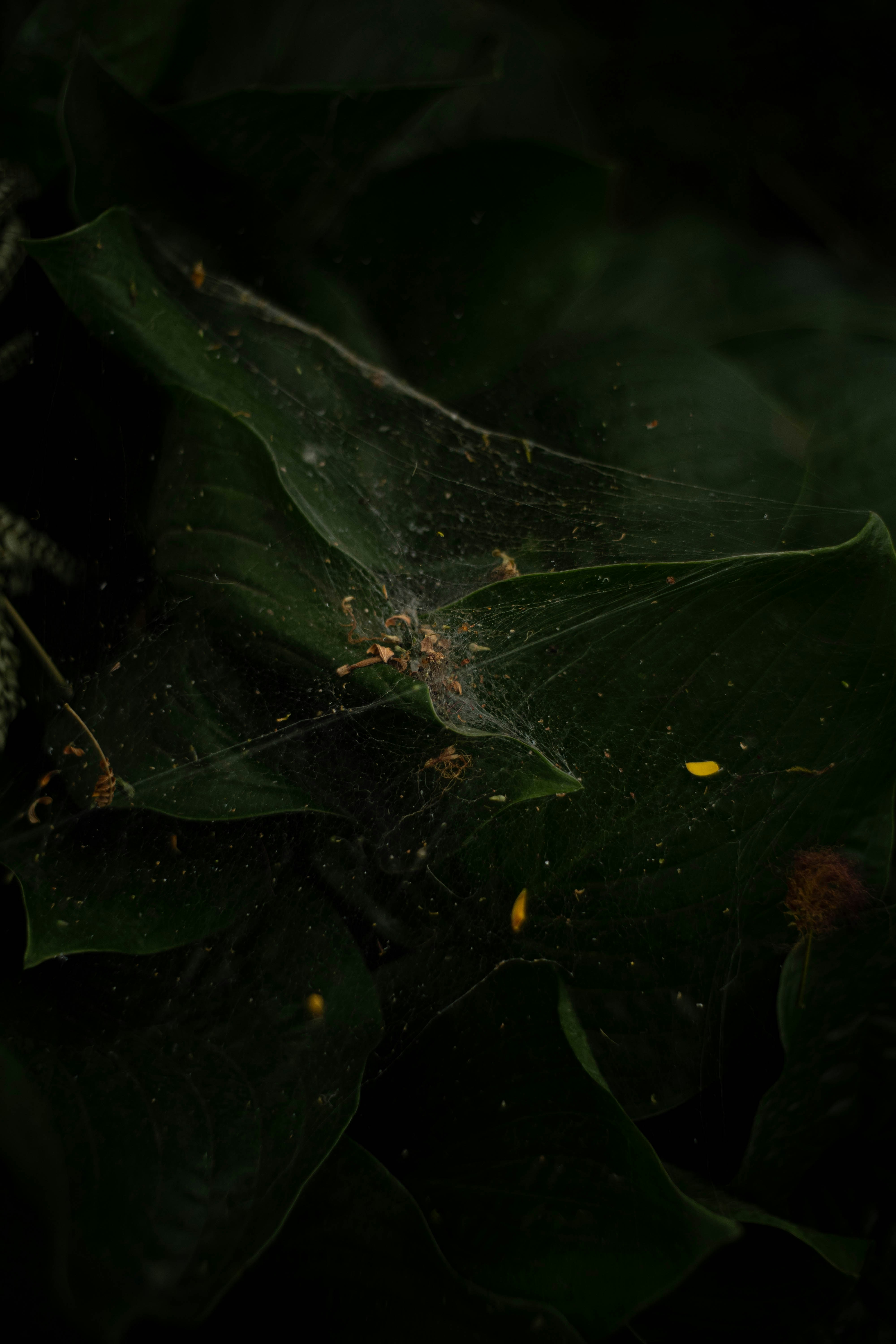 Web of Silence: Spider Silk on Dark Foliage