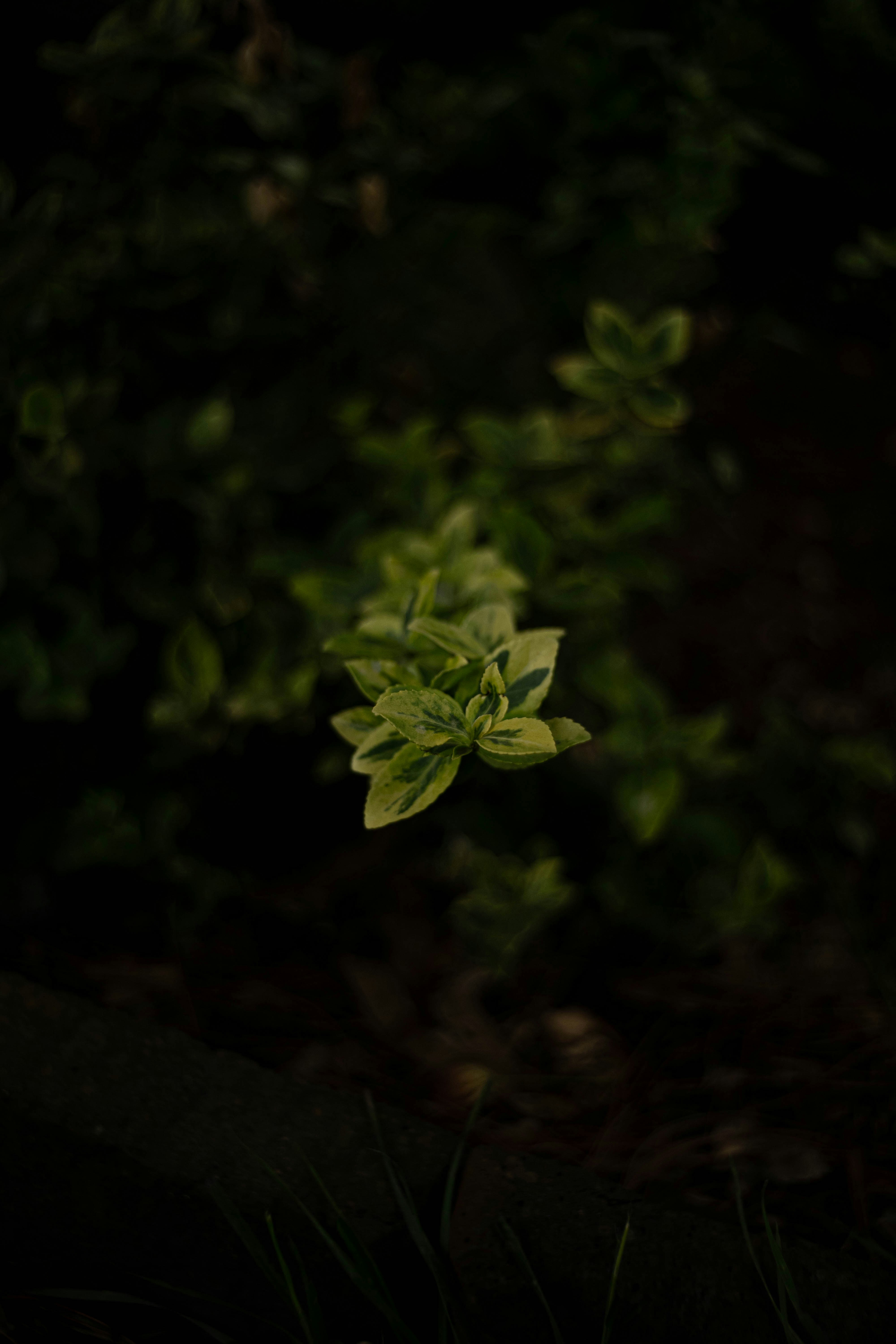 Lone Variegated Leaflet Illuminated in Quiet Shade