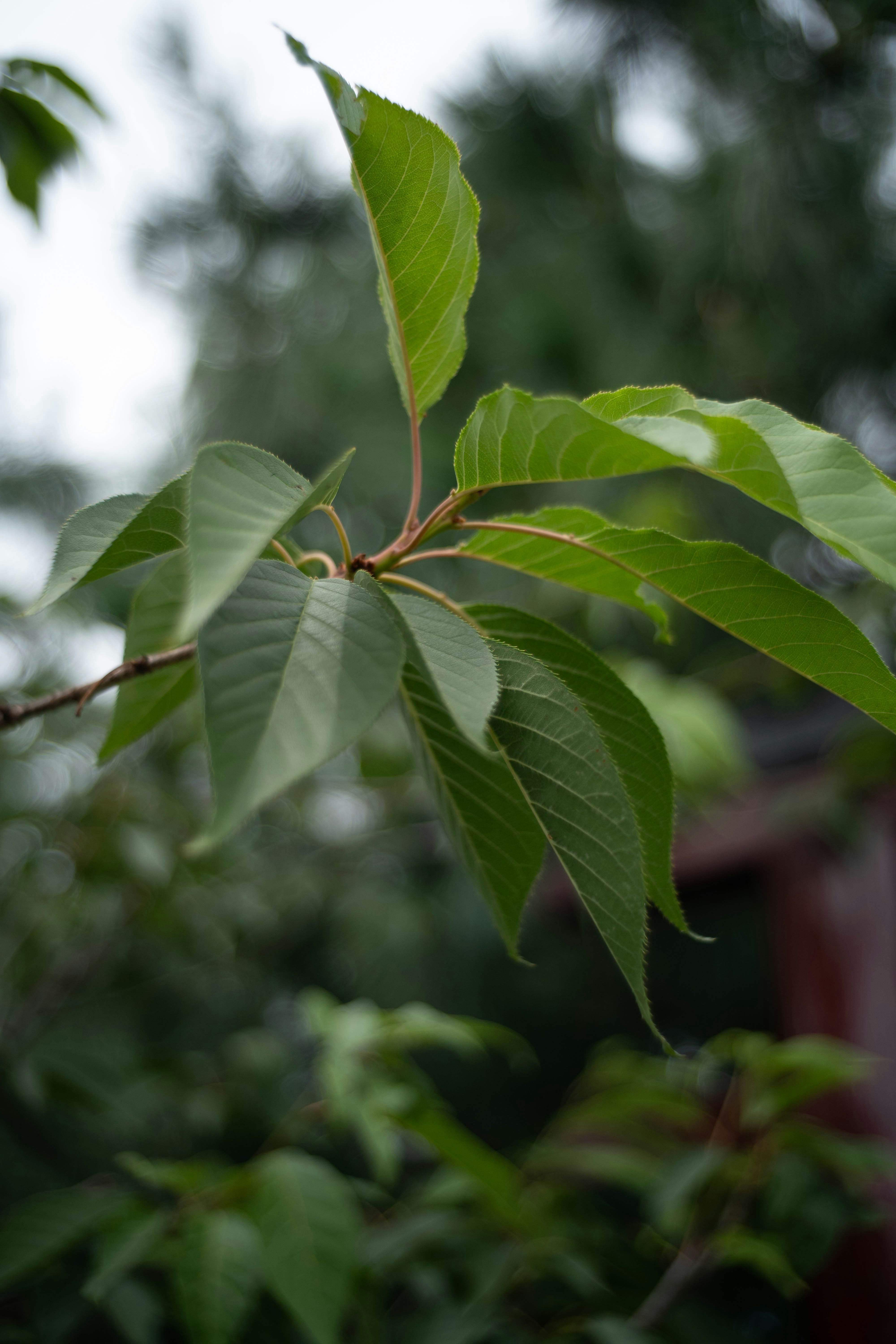 Photo by CS J0ke with Panasonic Lumix S9