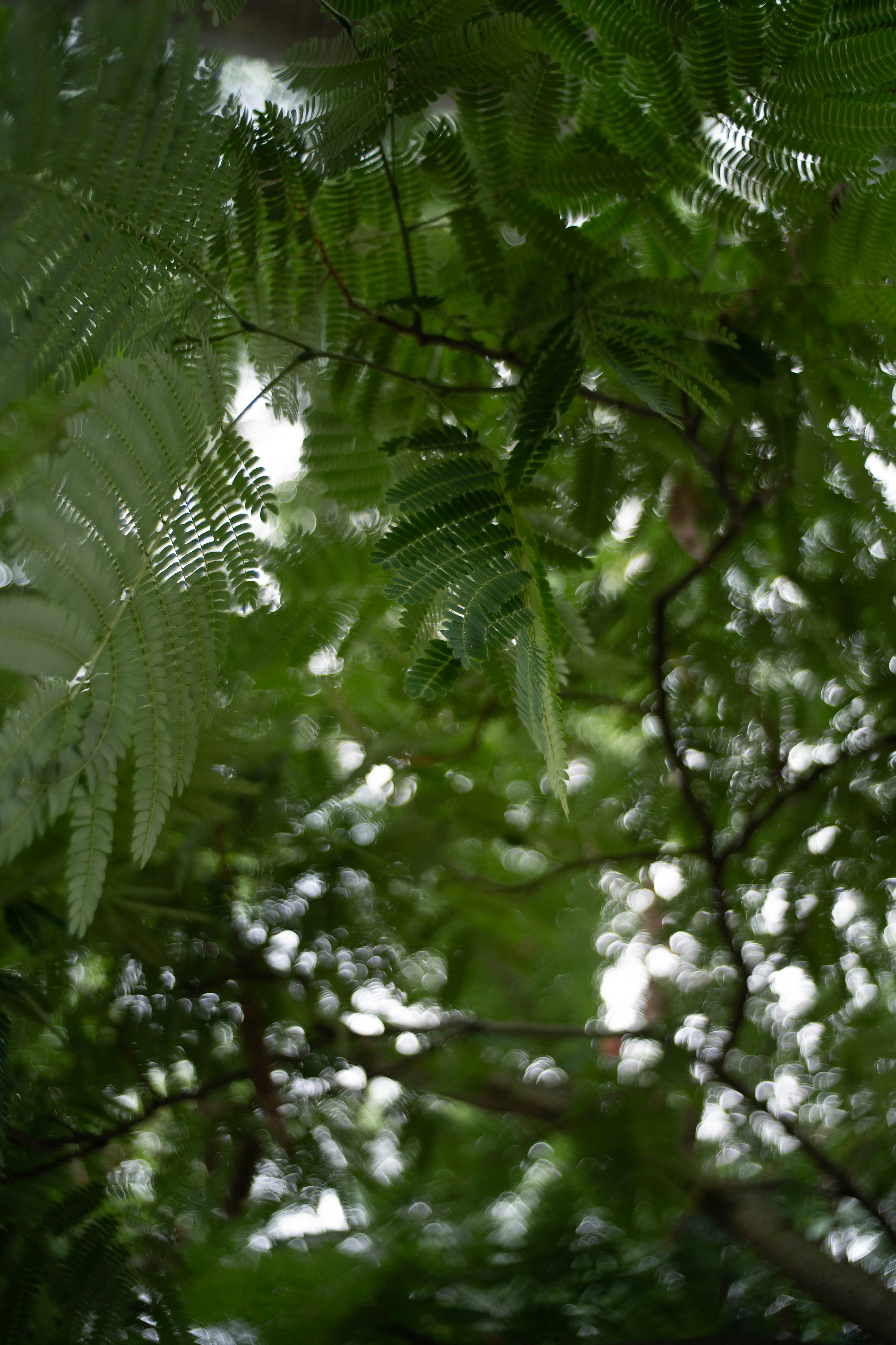 Gentle Fronds: A Moment Through Fern Canopy