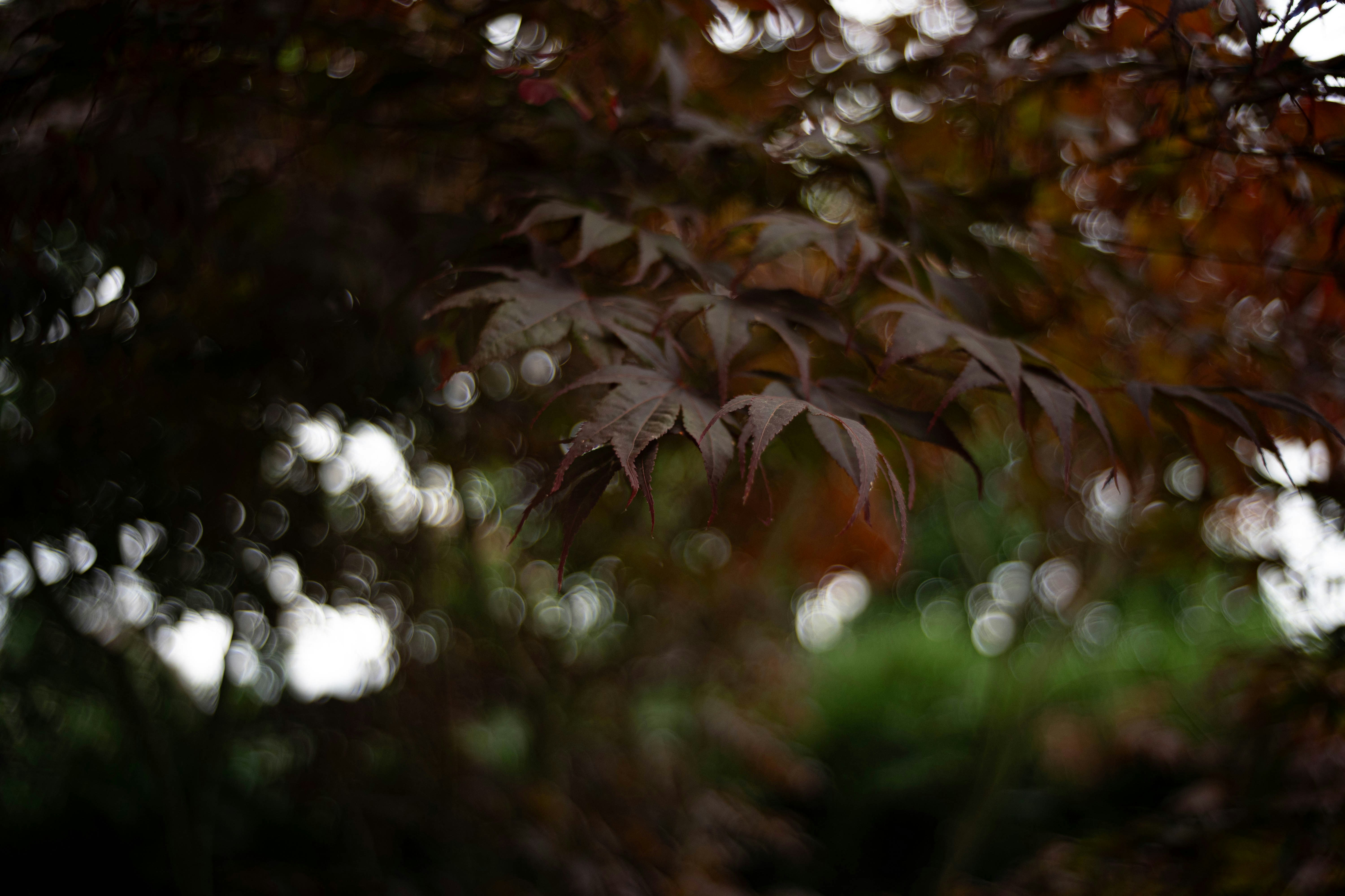 Autumn Leaves Framing Soft Bokeh
