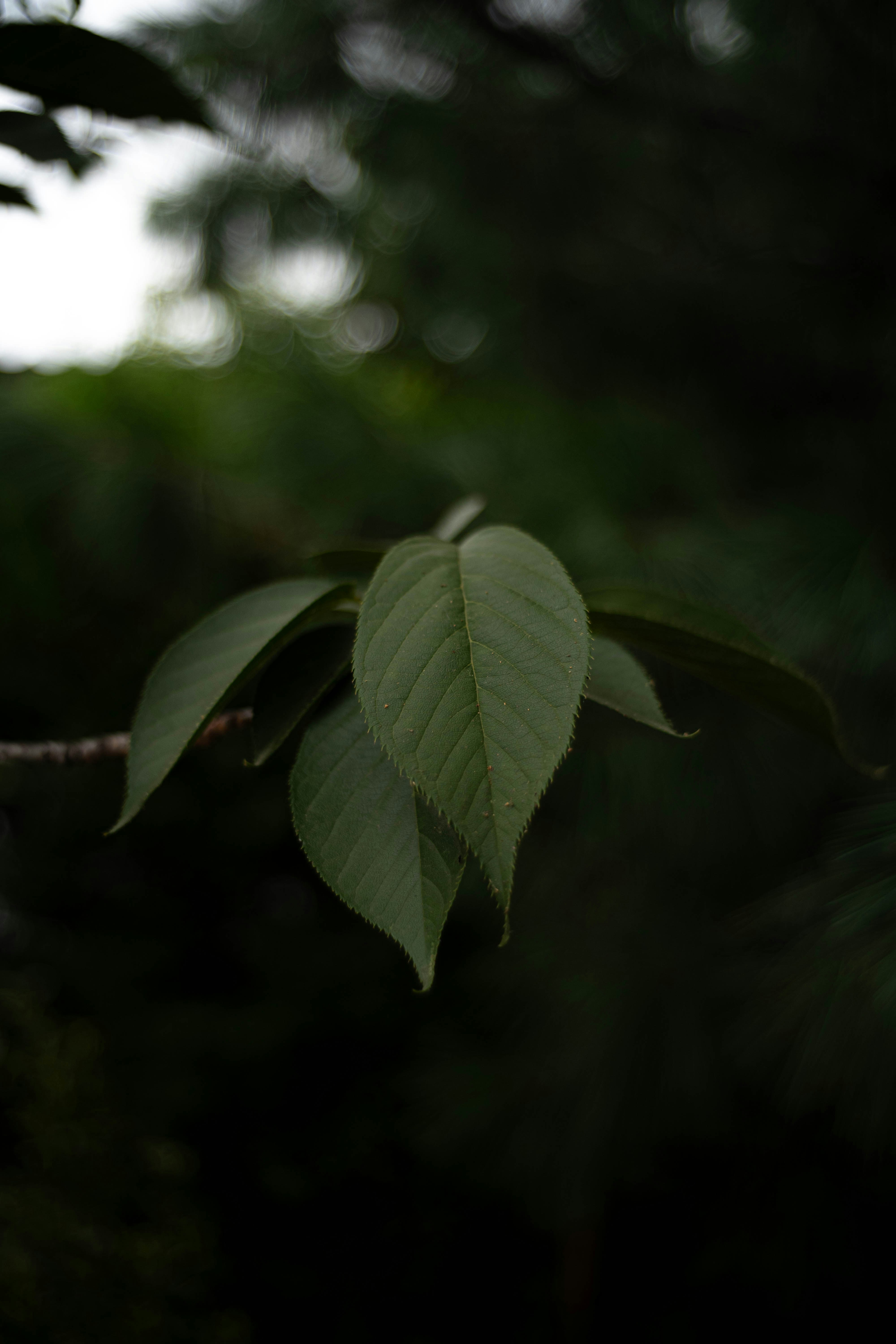 Lonely Leaf in Focus: A Close-Up of Delicate Veins Against a Velvet Green Backdrop