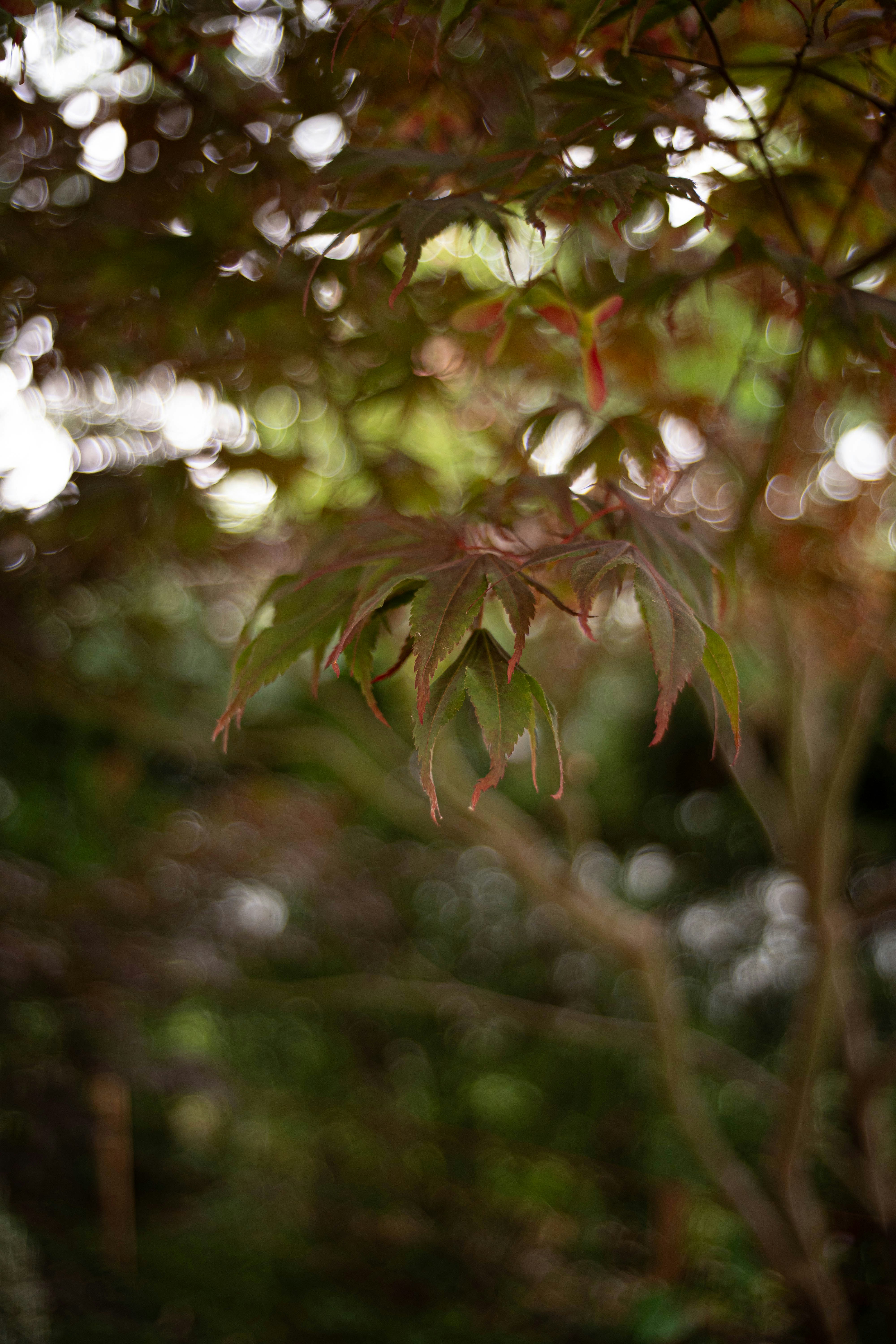 Close-up of a small branch with red-tinged green leaves, softly blurred background and foreground, emphasizing natural texture. This is a natural-scene photograph.