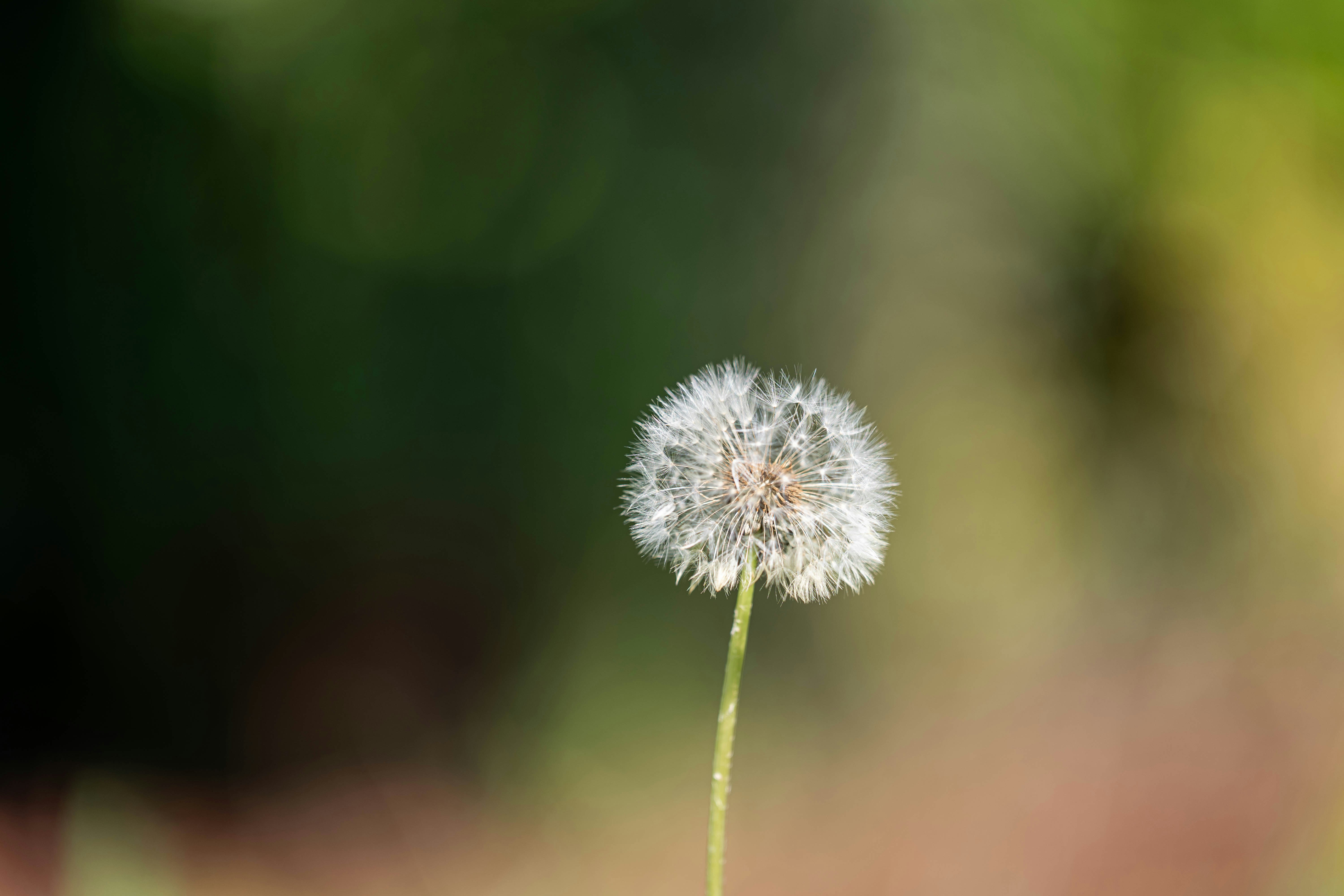 A lone dandelion seed head stands on a slender stem with a blurred, warm-toned background, emphasizing delicate fluff and subtle translucence.