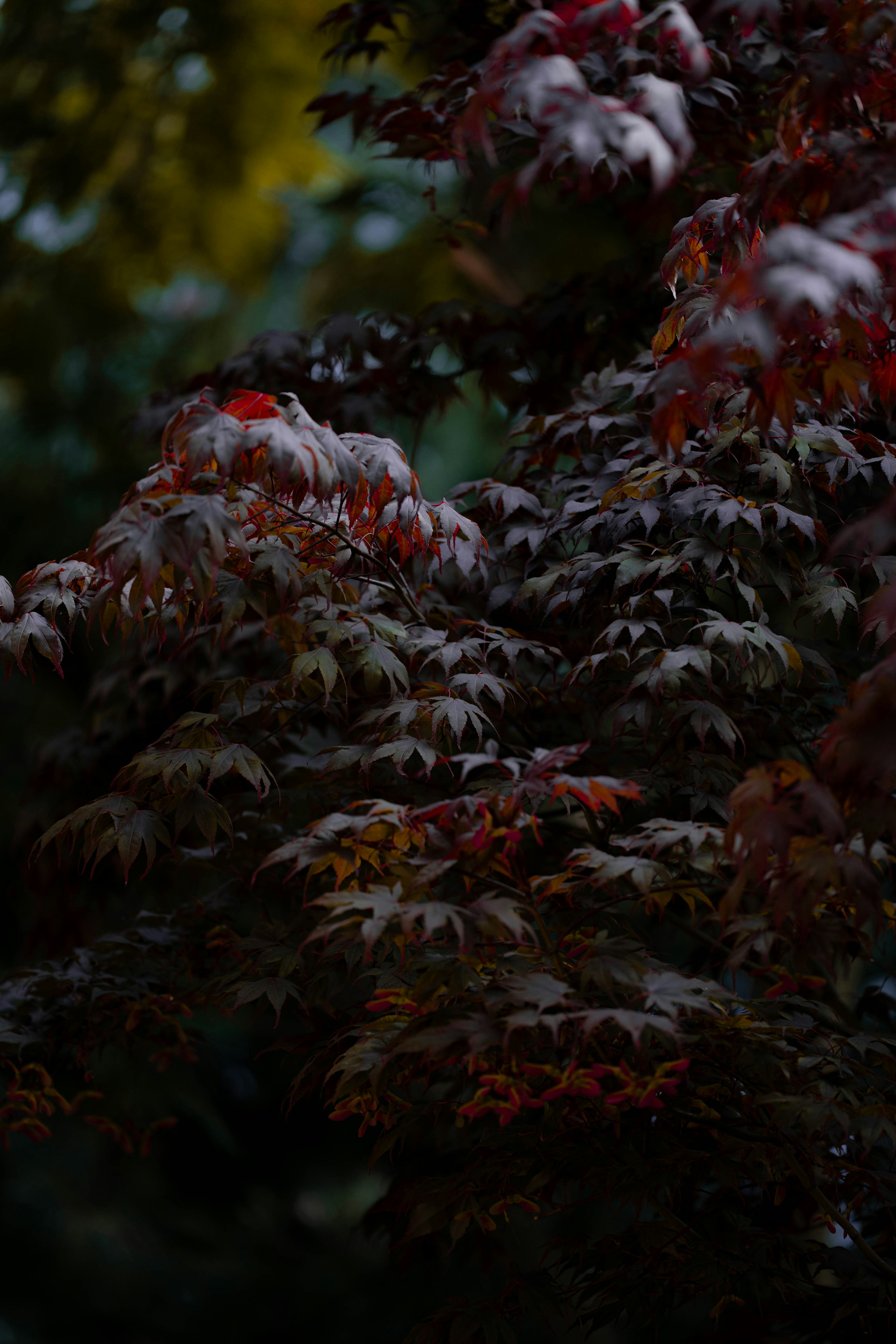 Midnight Red: A Quiet Foliage of Winter Hues