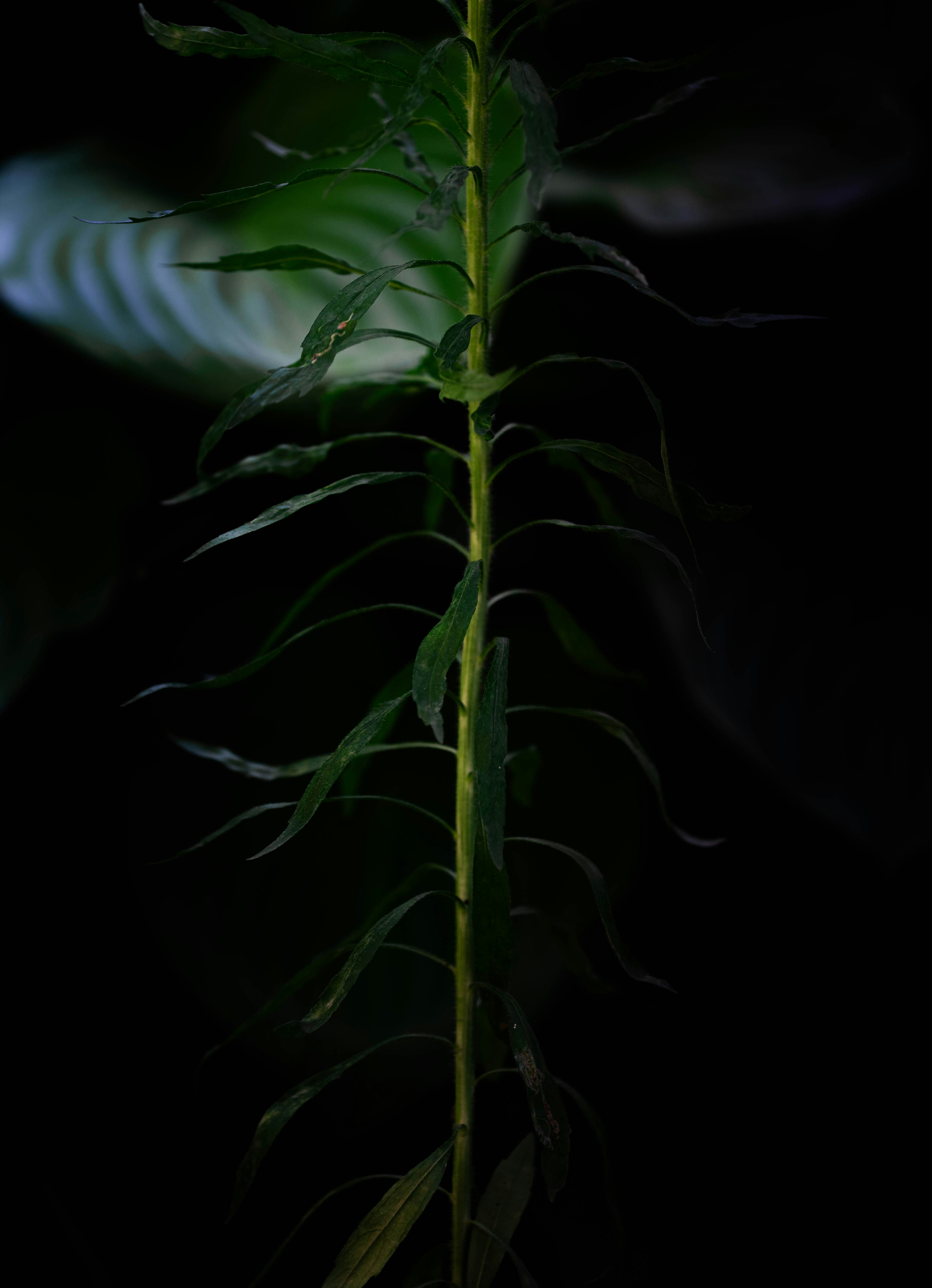 Emerald Stem in the Shadow Gallery
