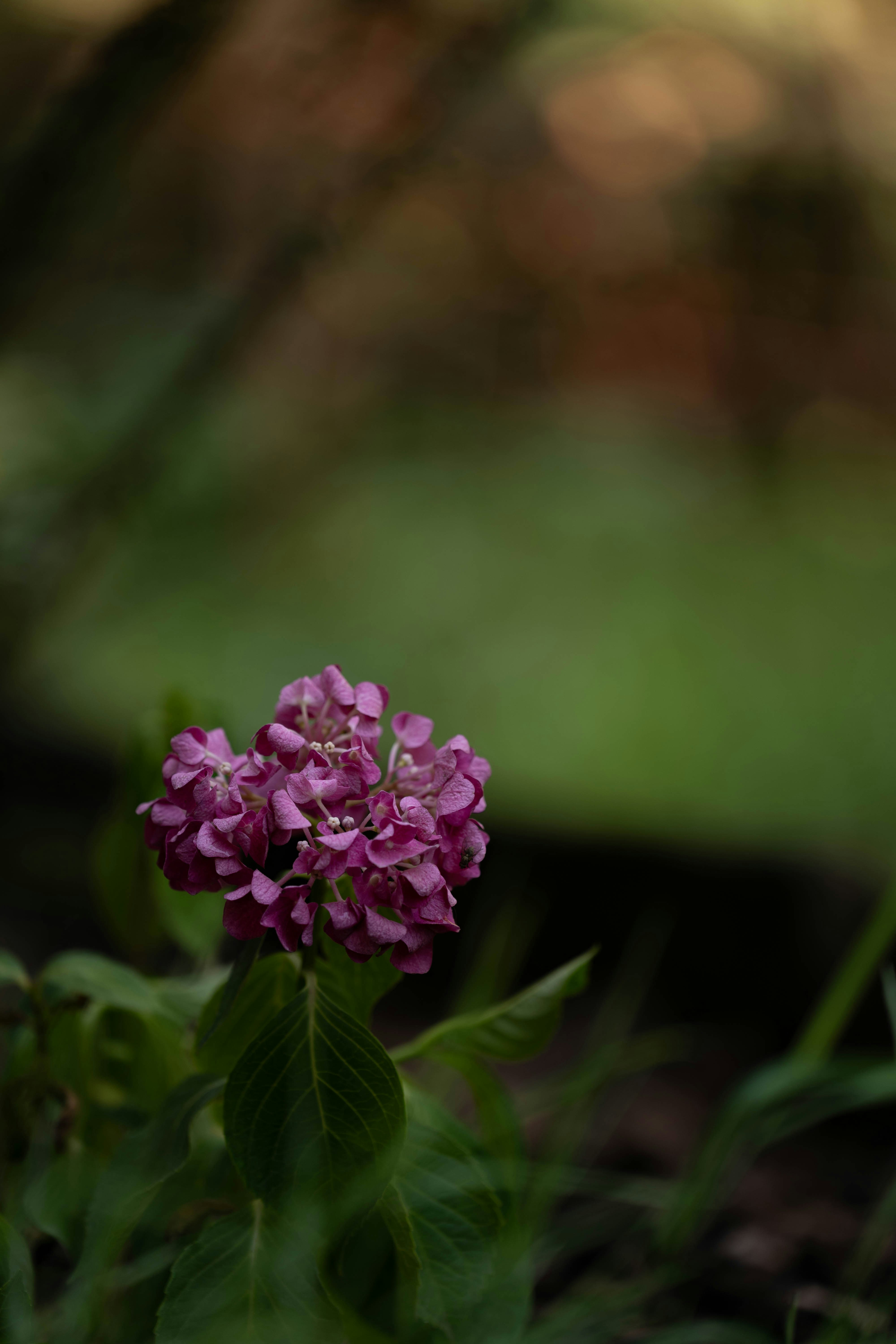 Purple Hydrangea Bloom in Soft Focus Garden Light