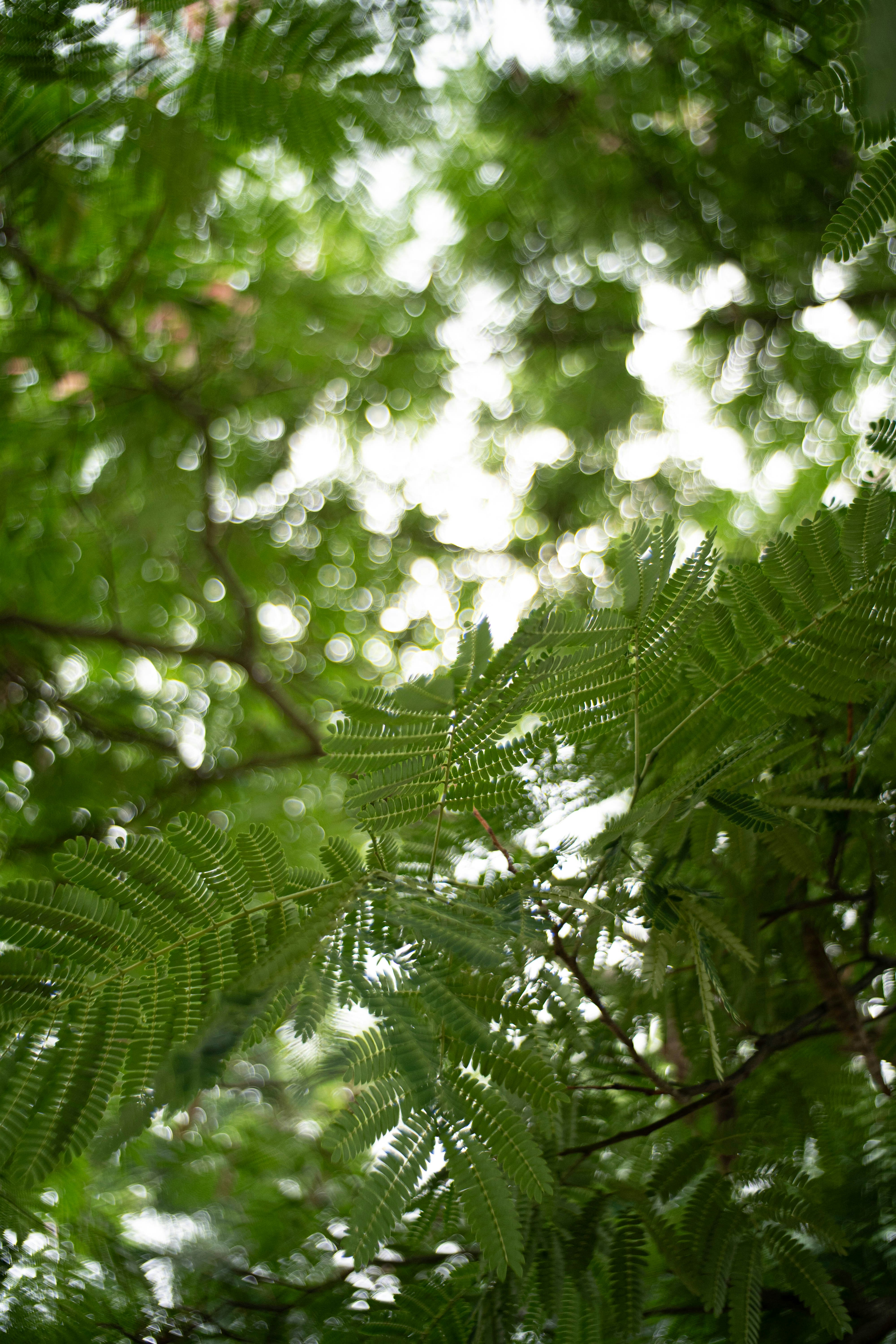 Fern Fronds in Soft Focus Tangle