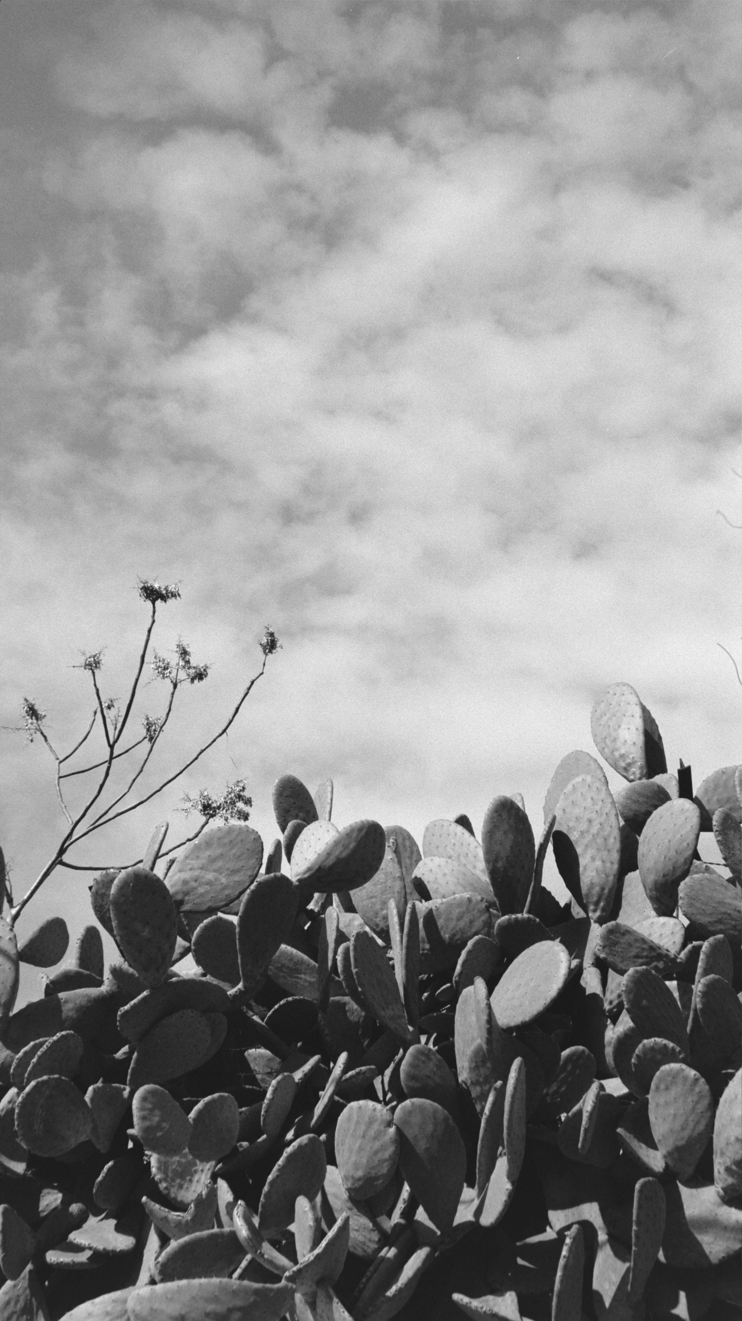 Desert Rose: Cactus Silhouette Beneath a Clouded Sky