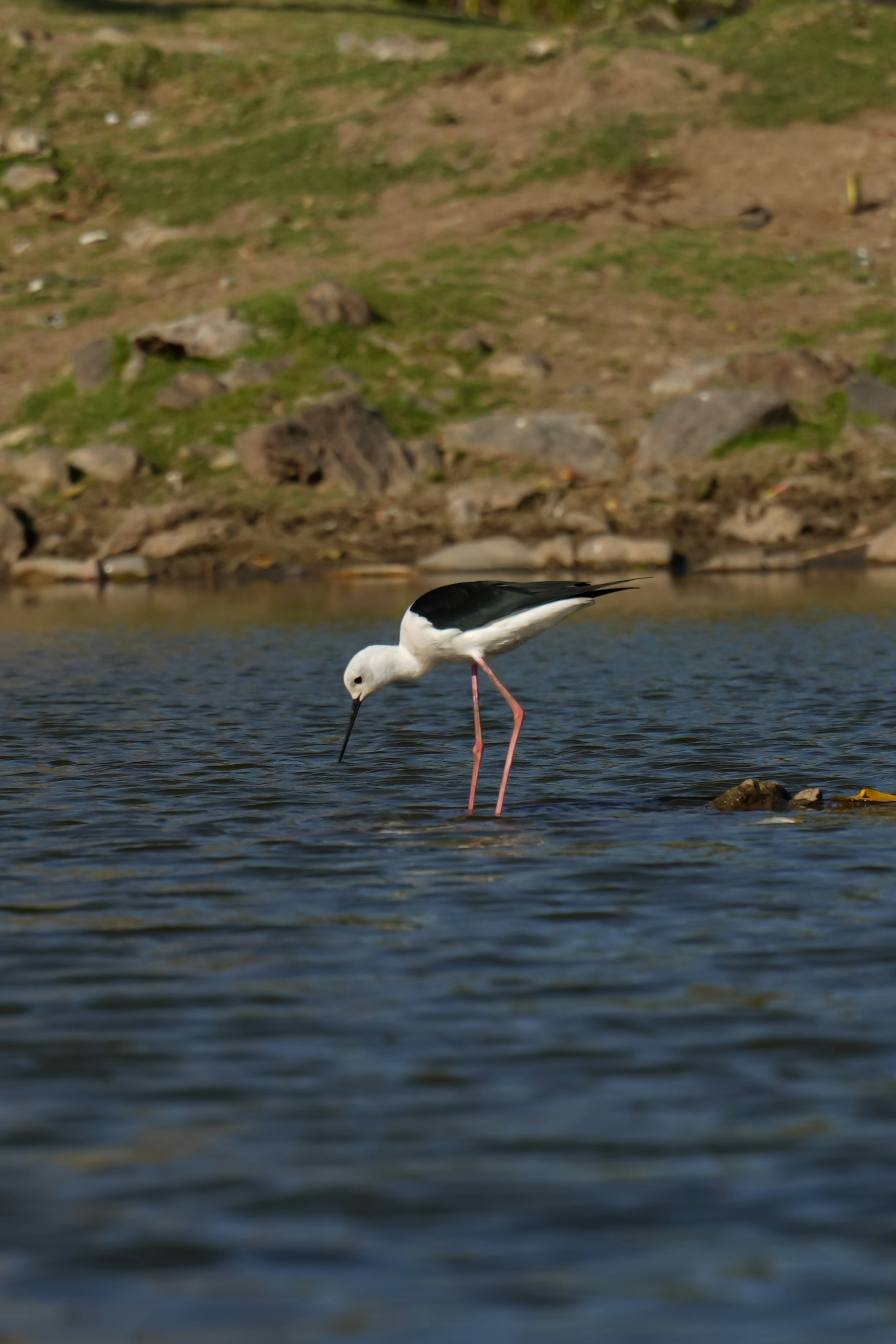 A white and black waterbird wades in shallow water, focused on foraging near the shoreline; the scene emphasizes calm ripples and distant rocky bank.