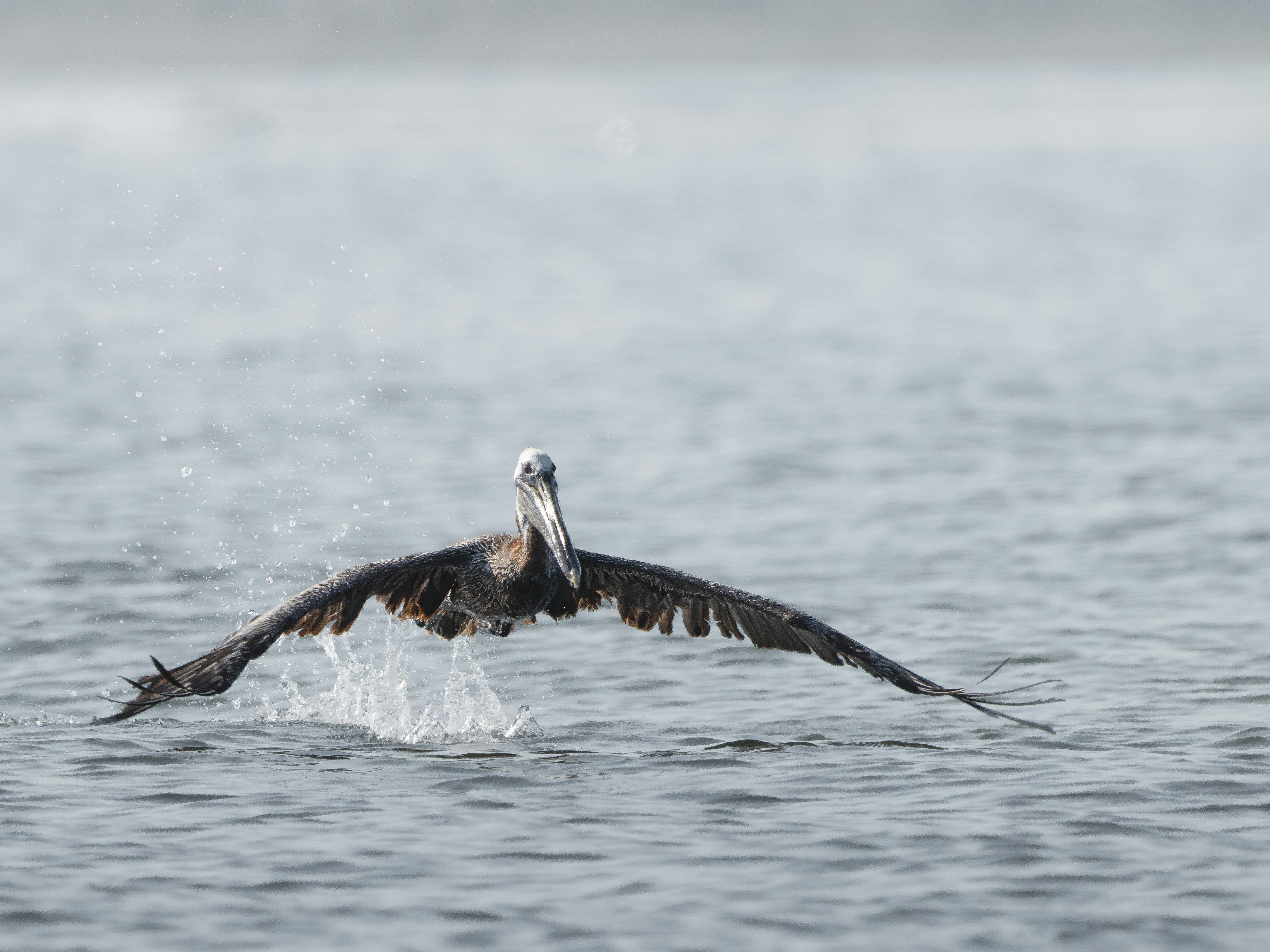In Flight Stabilizer: A Pelican Skims the Surface at First Light