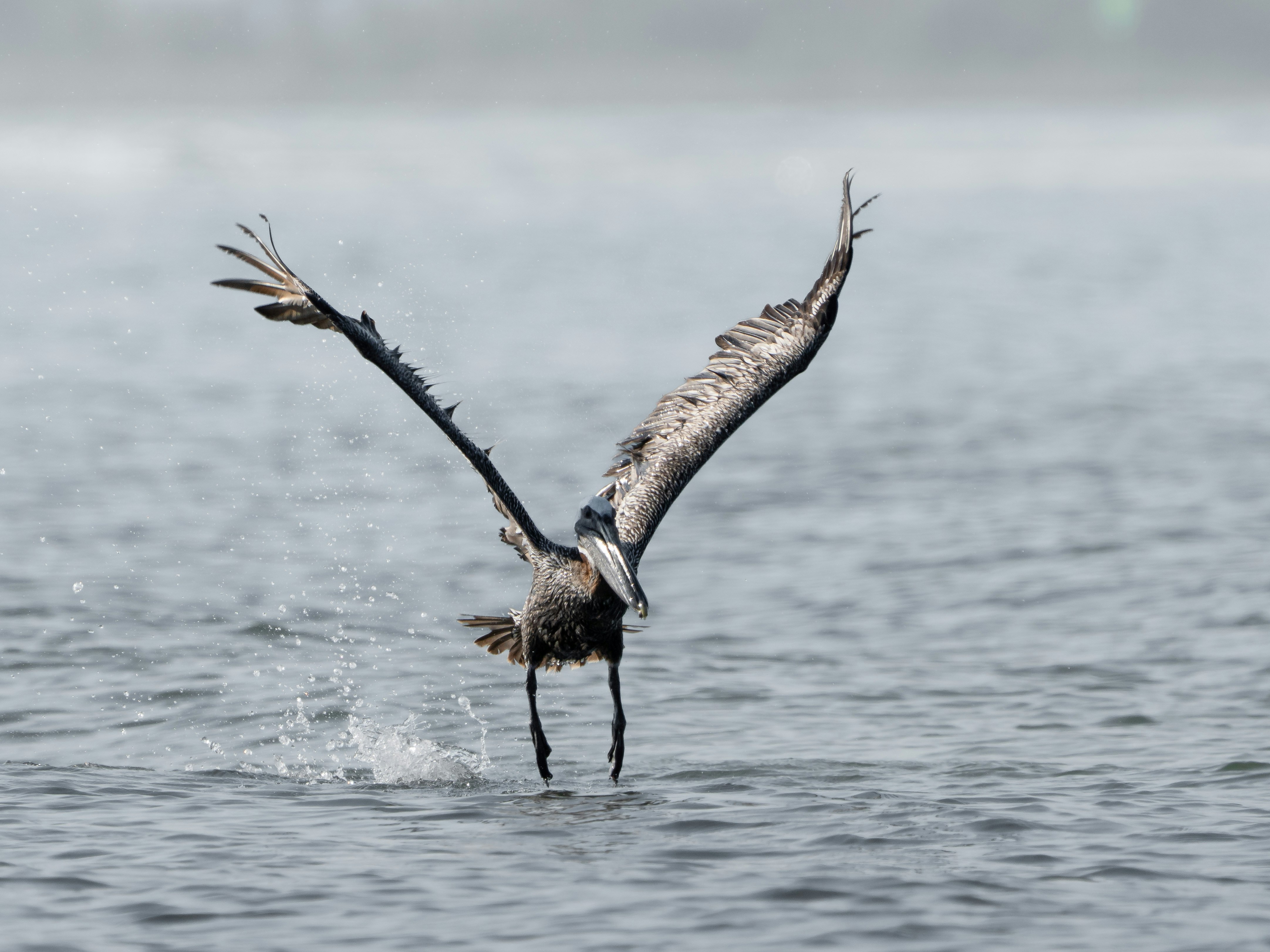 Ridge-winged Return: A Heron Takeoff over Quiet Waters