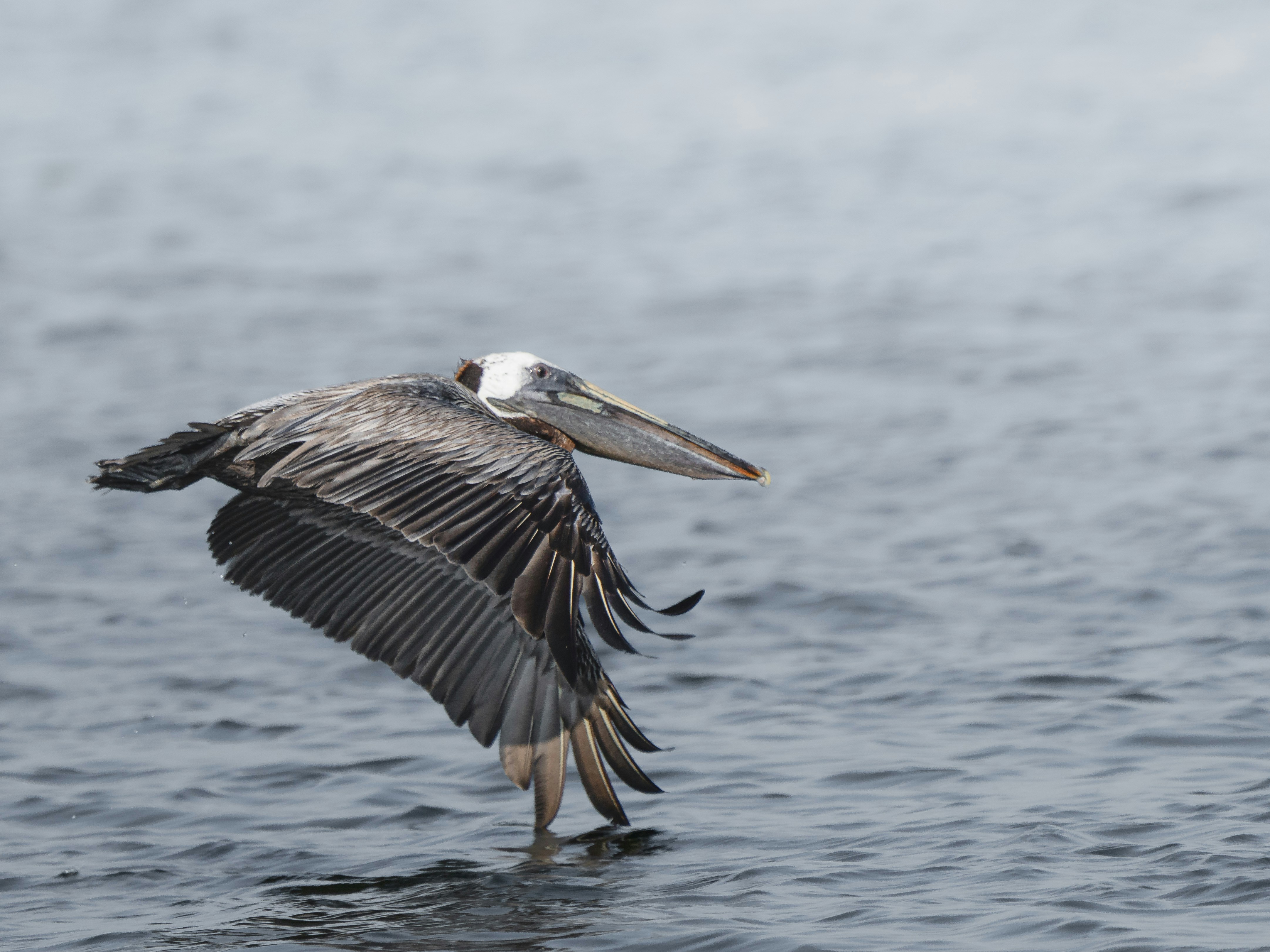 Graceful Palmate Wingbeat OverBlue Waters