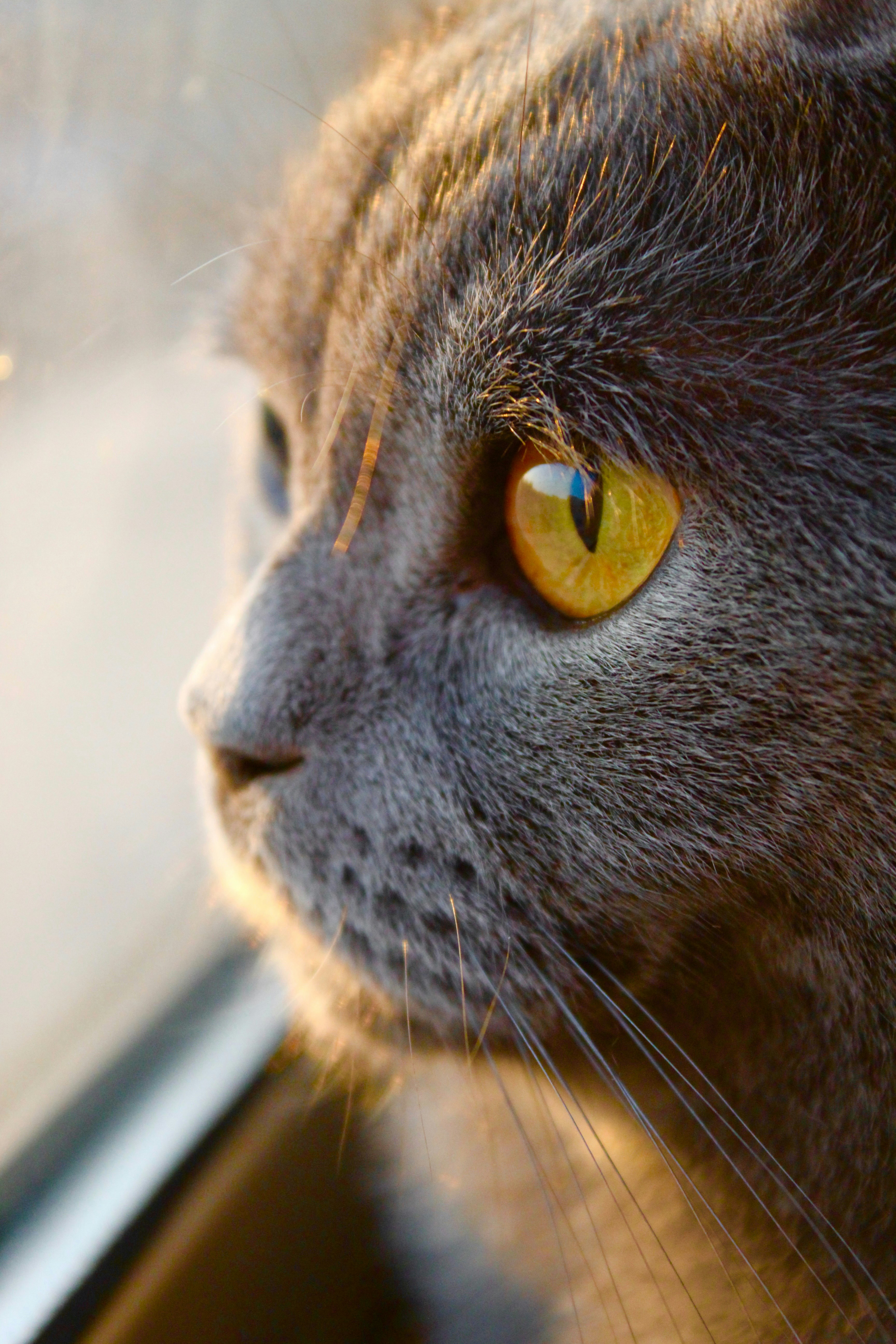 Close-Up of a Cat's Golden Eye: Focused Gaze Through Warm Window Light