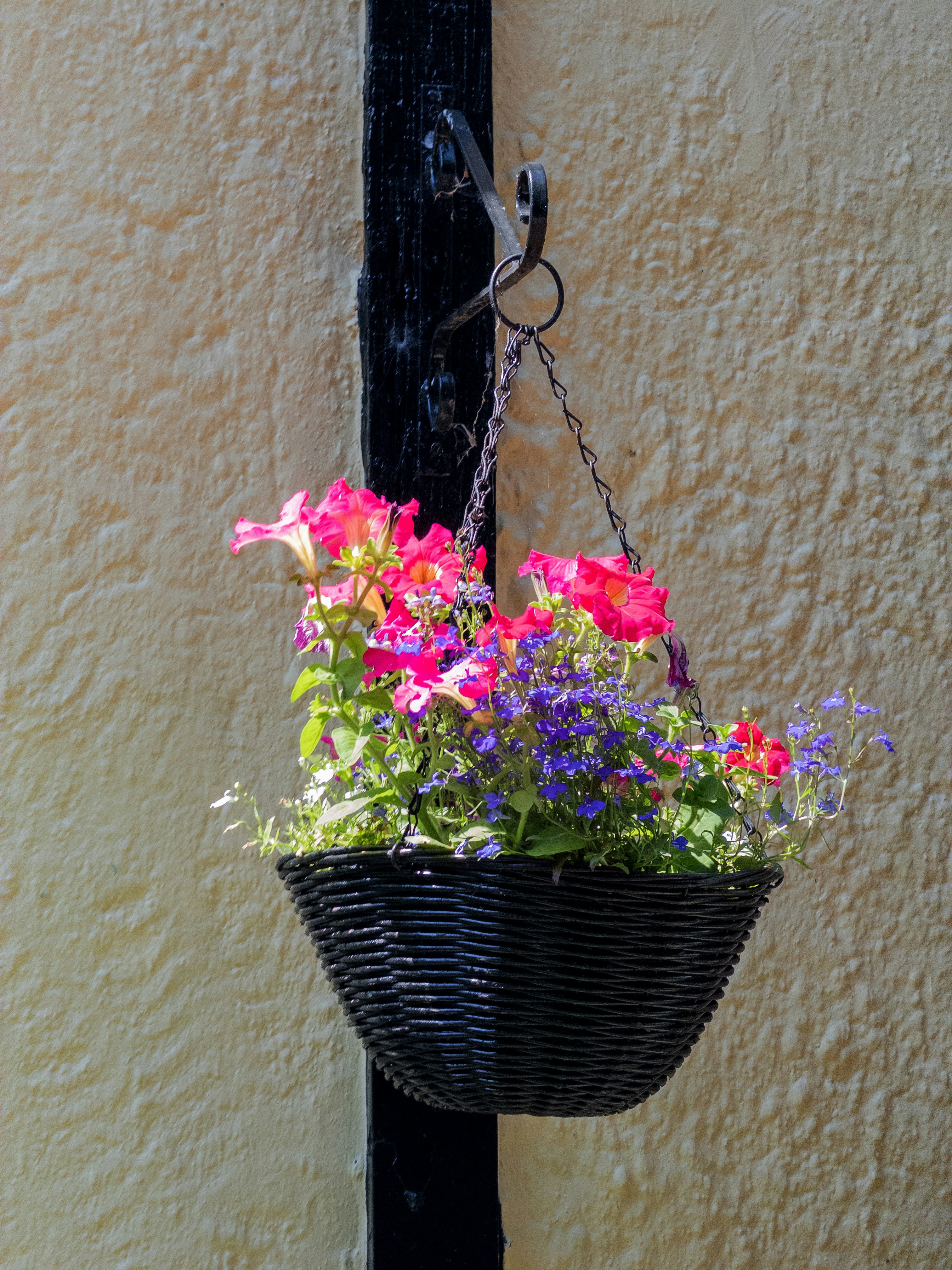 Hanging basket of pink and purple blooms against a textured wall