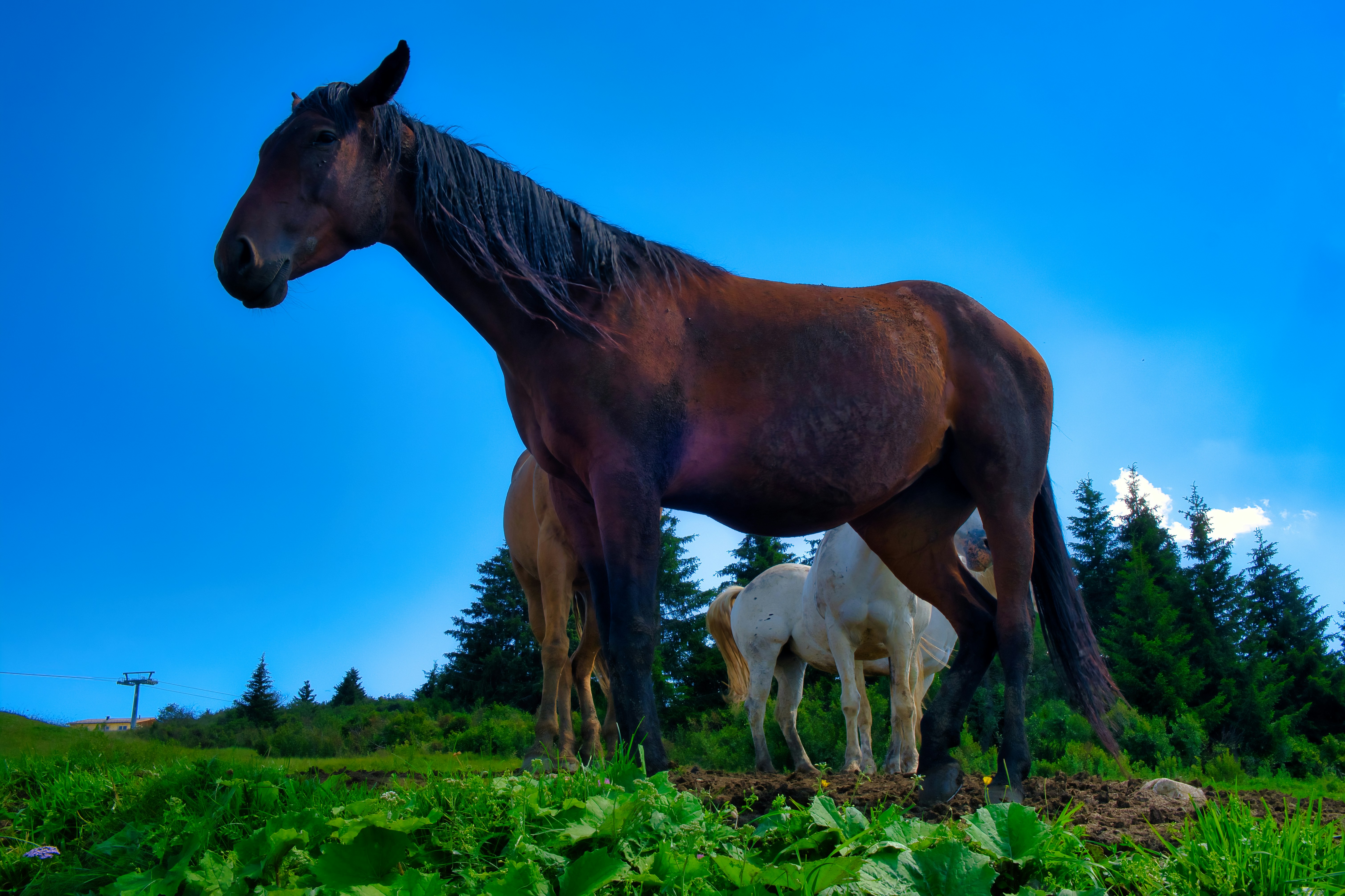 Majestic Midsummer: A Brown Gelding Stands Guard Over the Green Field