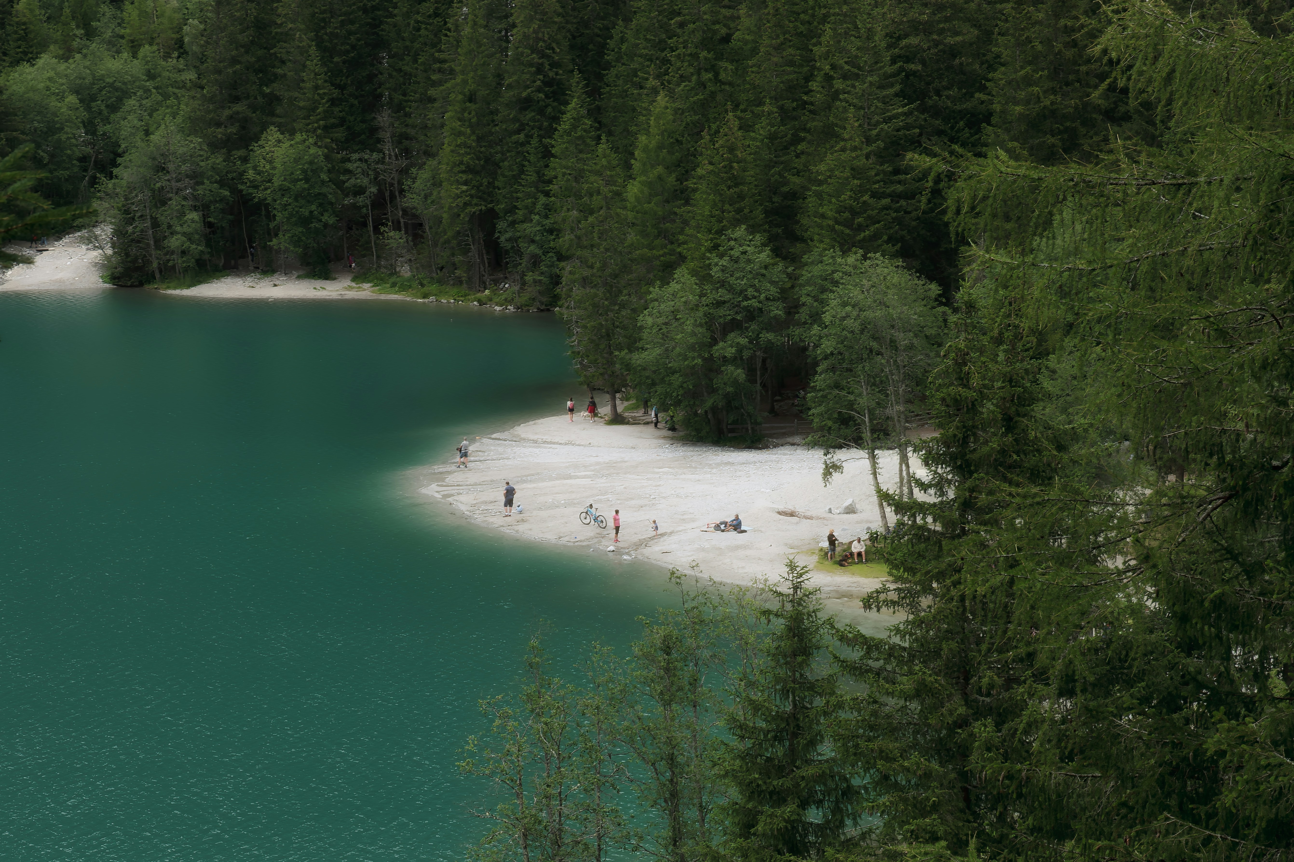 Emerald Lake Shoreline Quietly Framed by Pines