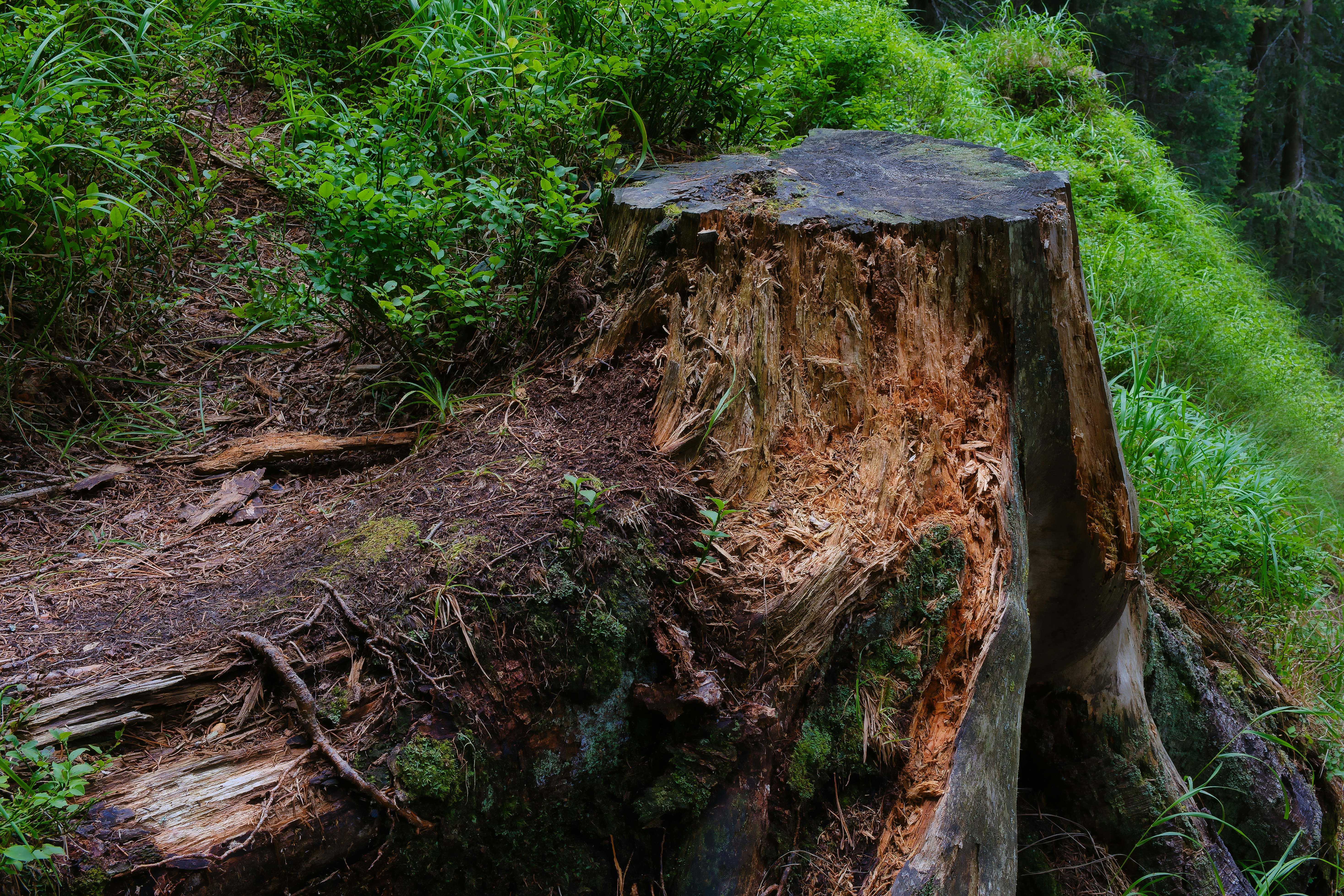 Stump and Fern Ridge: Weathered Wood at the Forest Edge