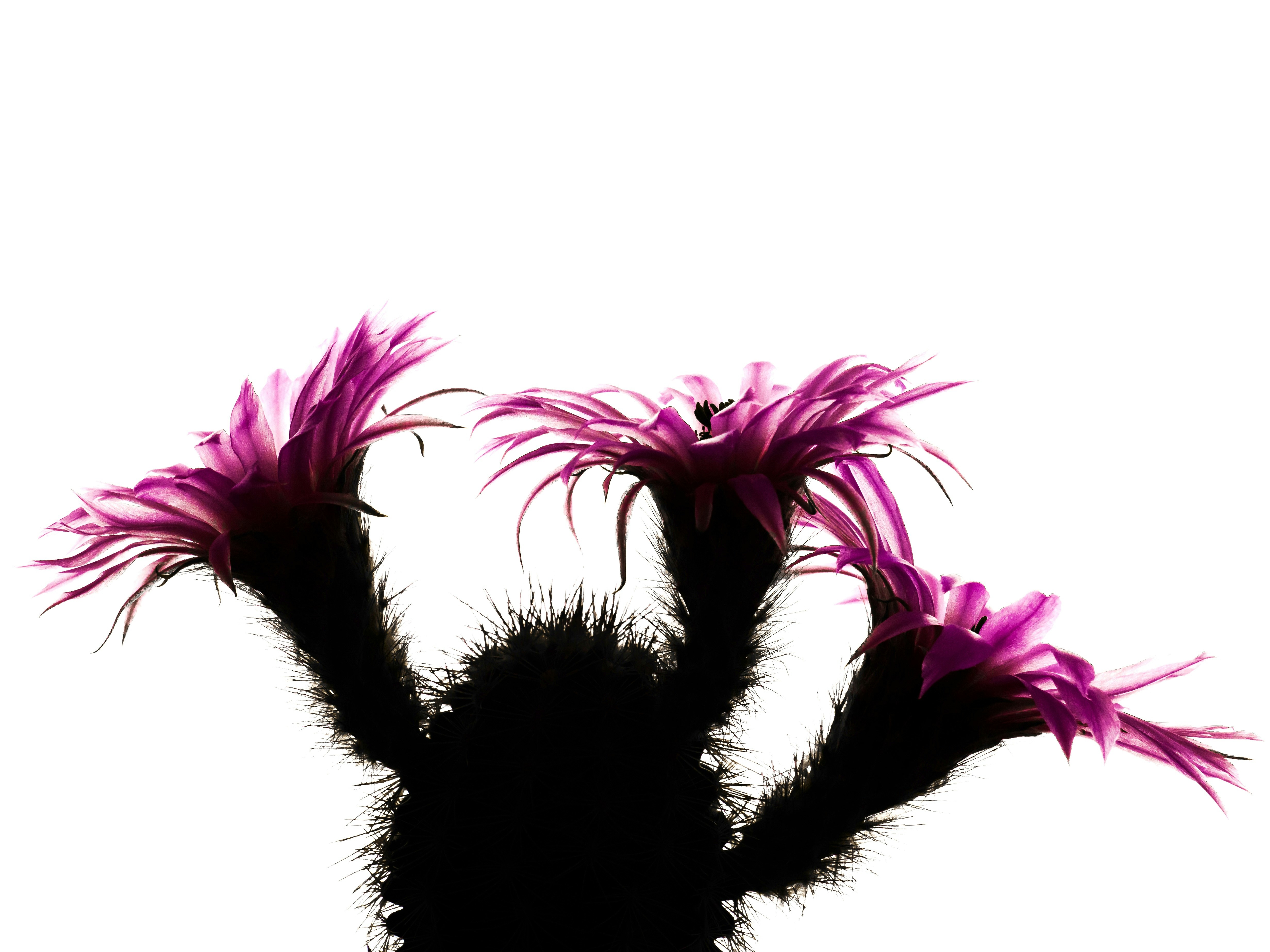 Neon-Cerise Cactus Bloom Silhouette