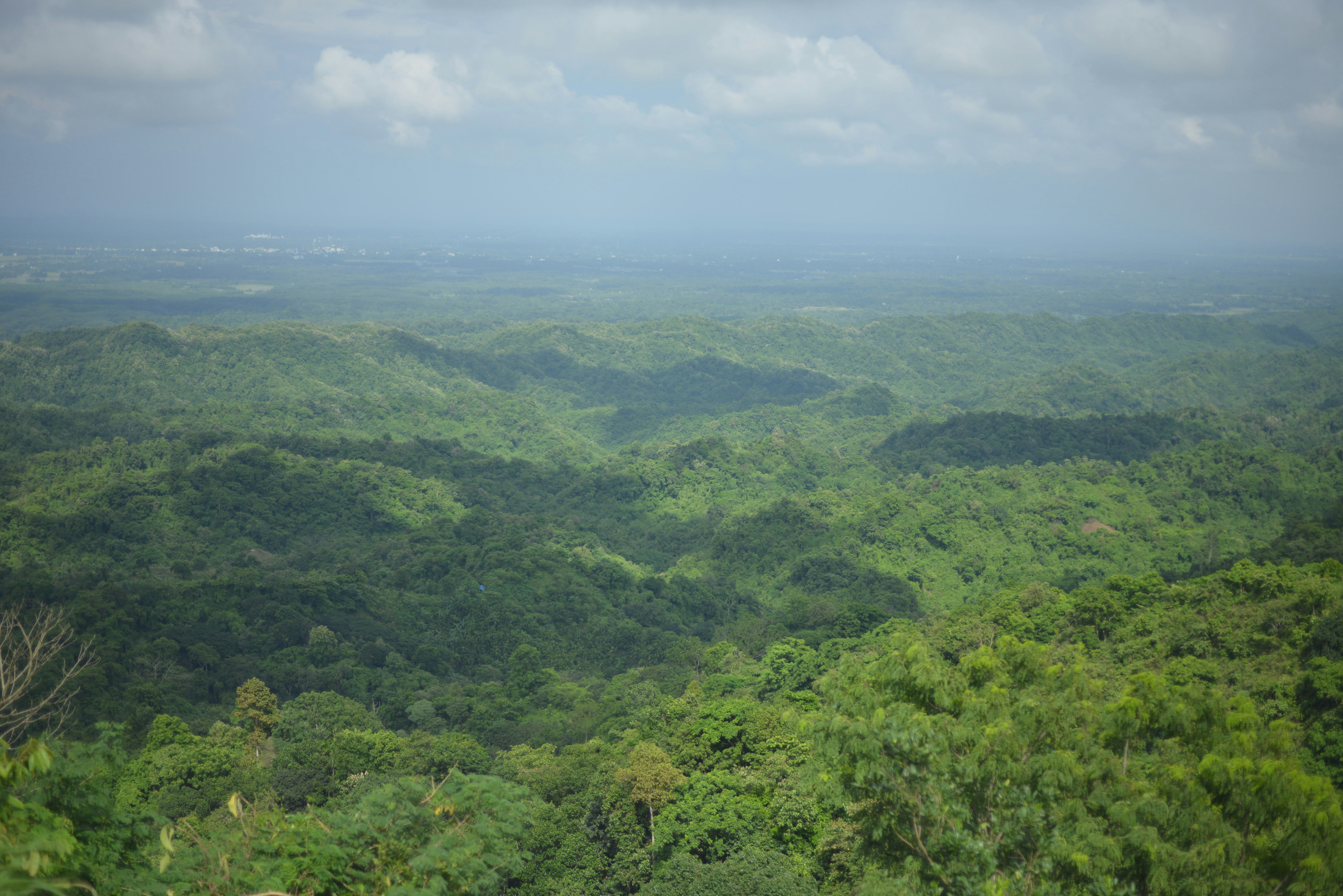 Endless Canopy: Aerial Forest Ridge Beneath a Quiet Horizon