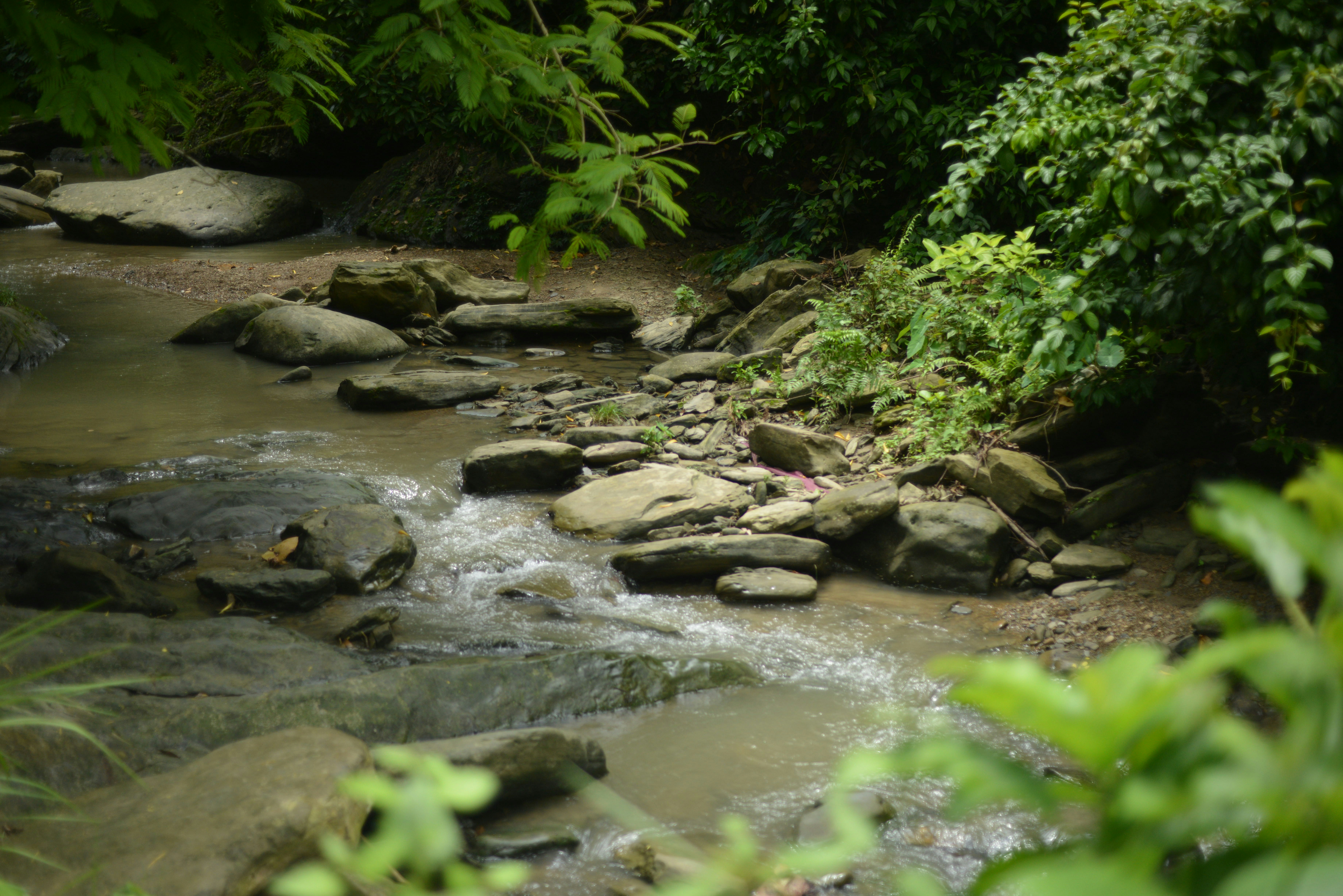Riverbed Portrait: Stones and Flow Under Leafy Canopy