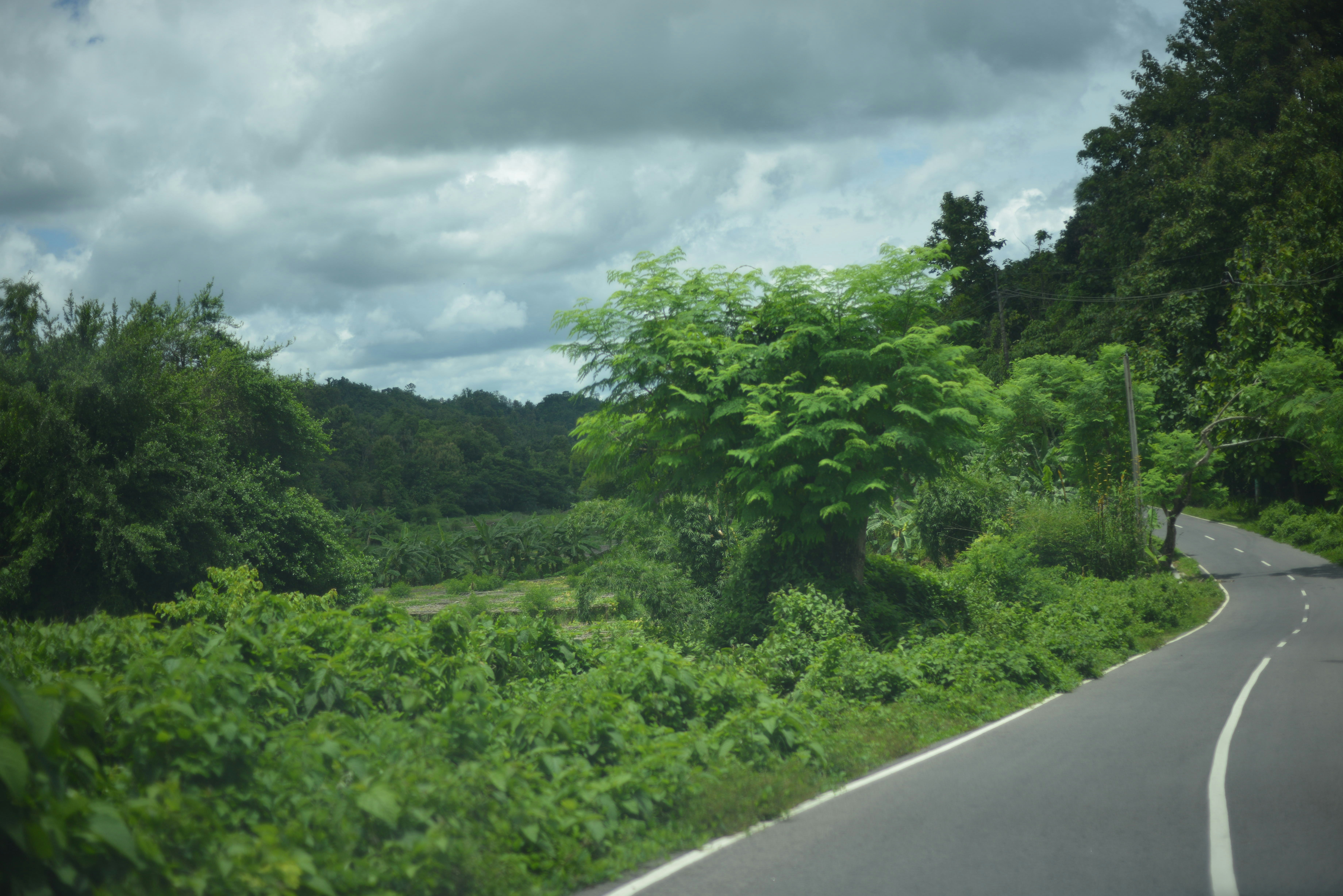 Verdant Curve: A Quiet Road Through Greenery
