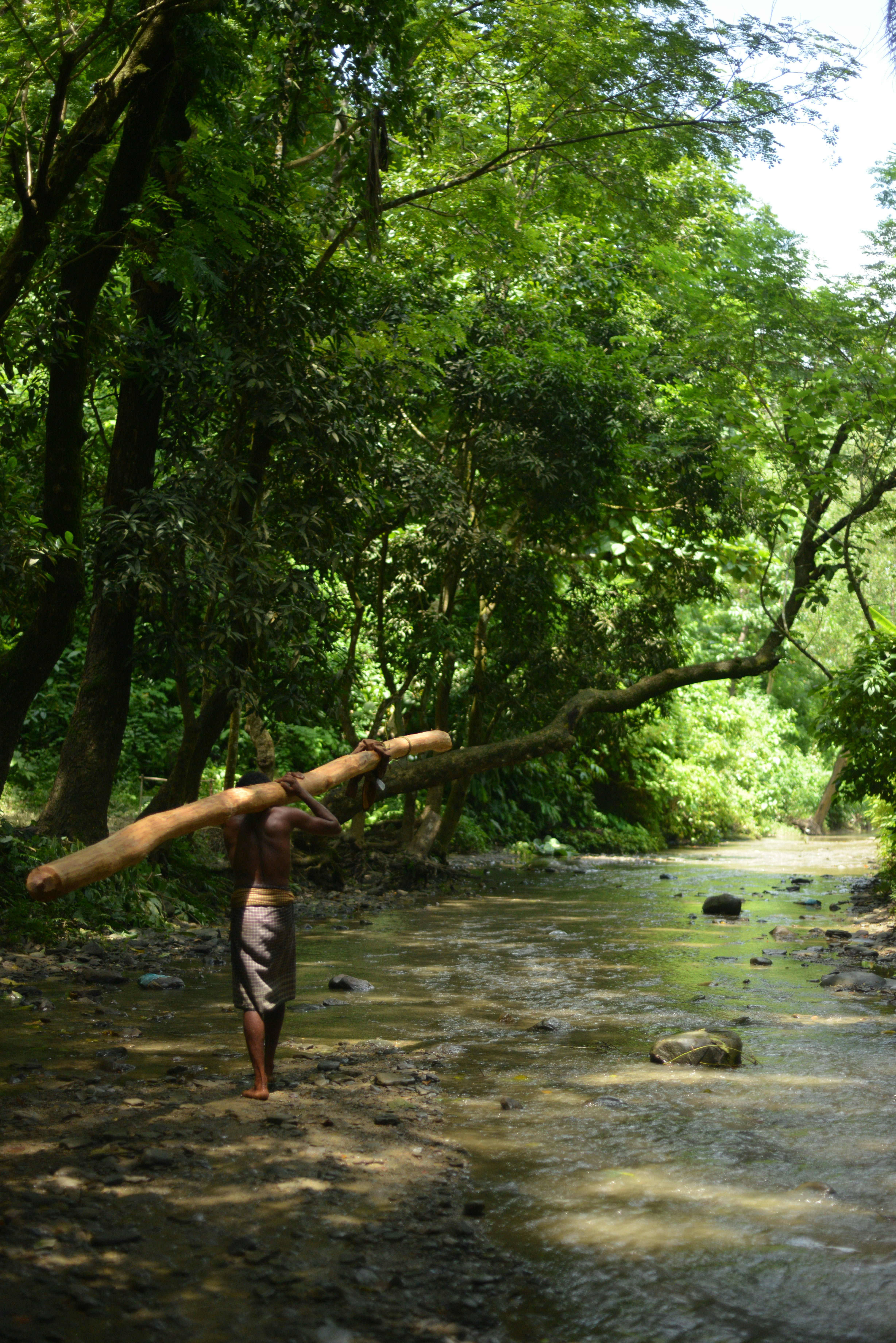 A Man Carries a Fallen Tree Across a Shallow Forest Stream