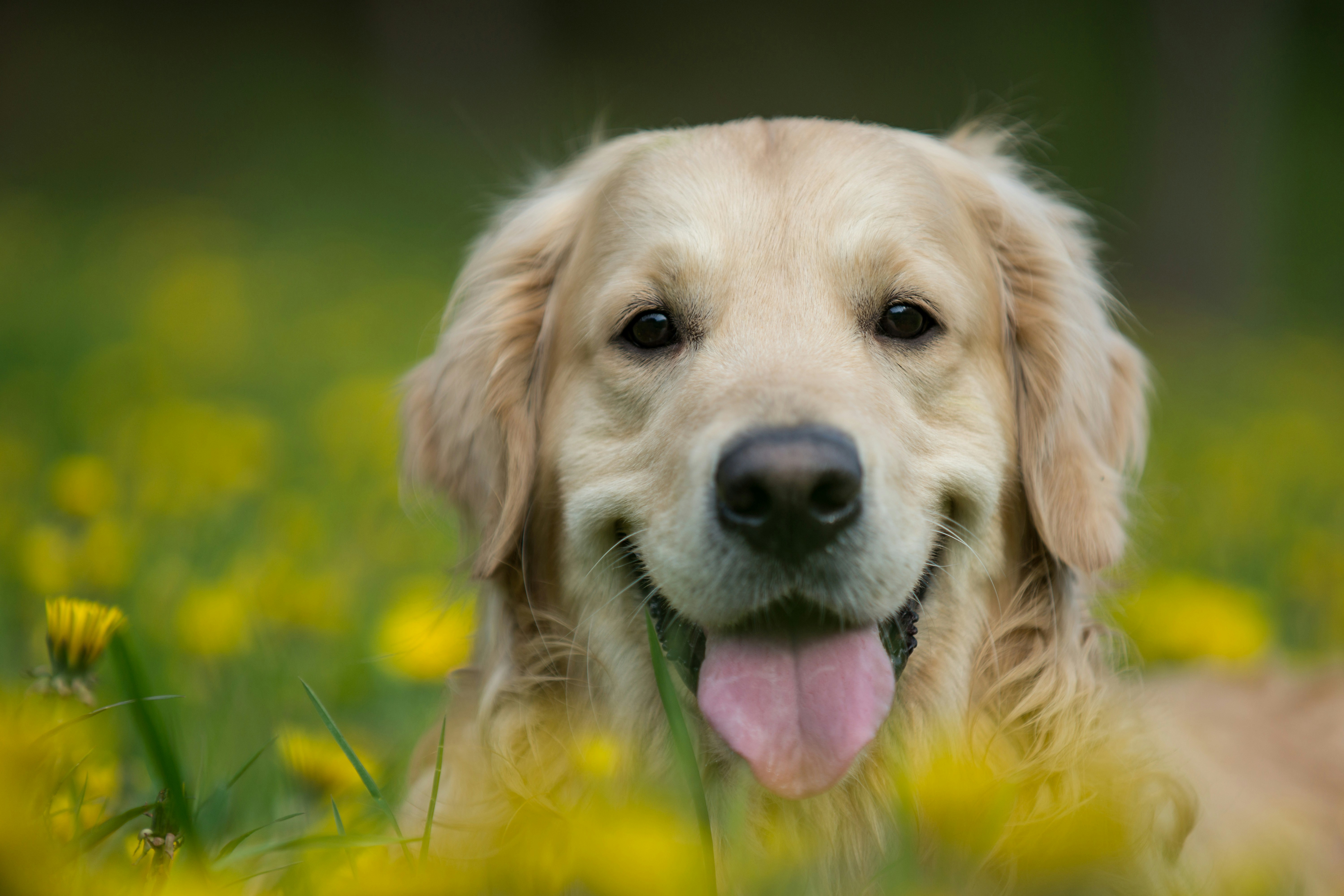 Golden Retriever Core: A Close-Field Portrait in a Field of Dandelions