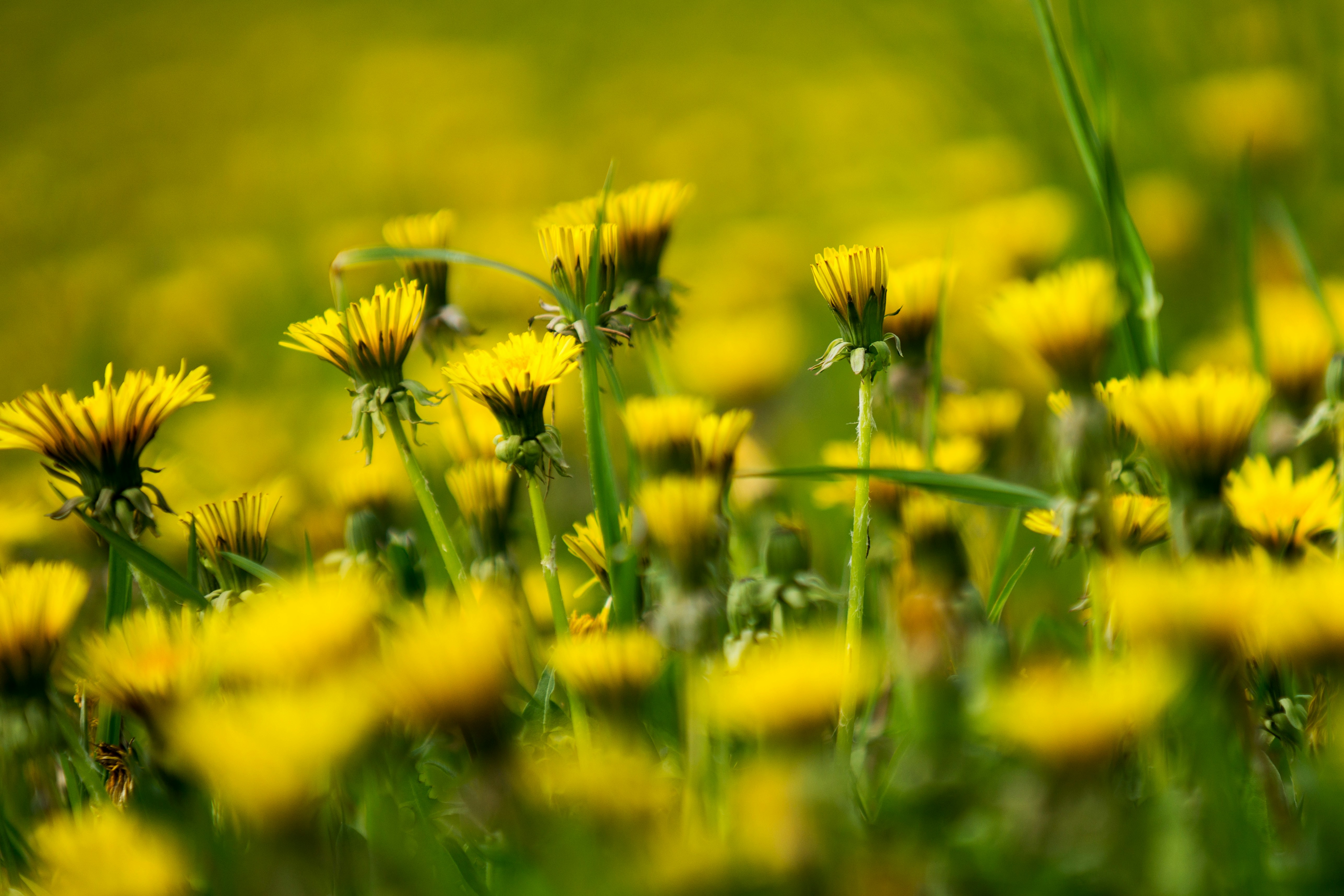 Sunlit Yellow Dandelions in a Summer Meadow