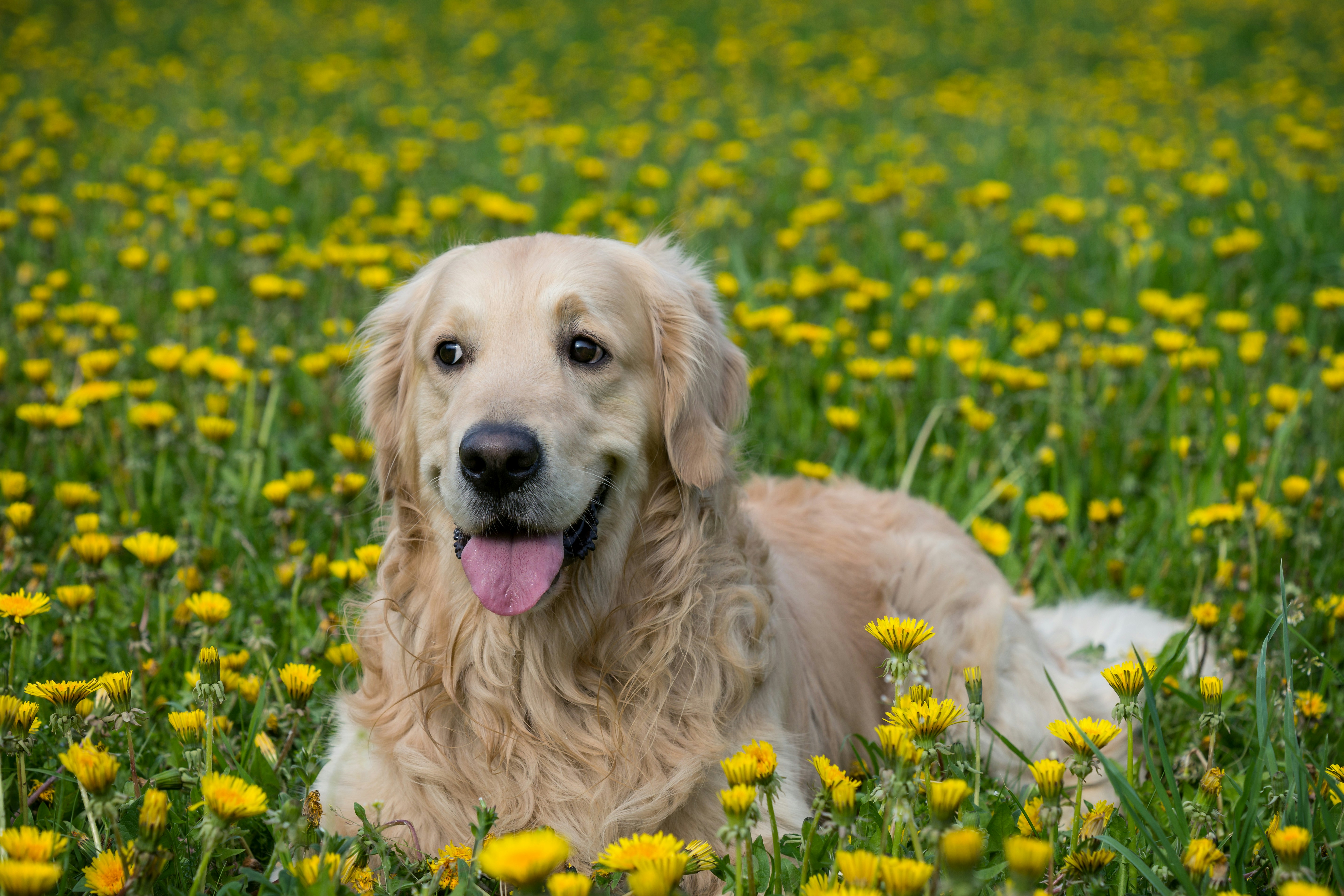 Golden Retriever Amid a Sea of Yellow Blooms