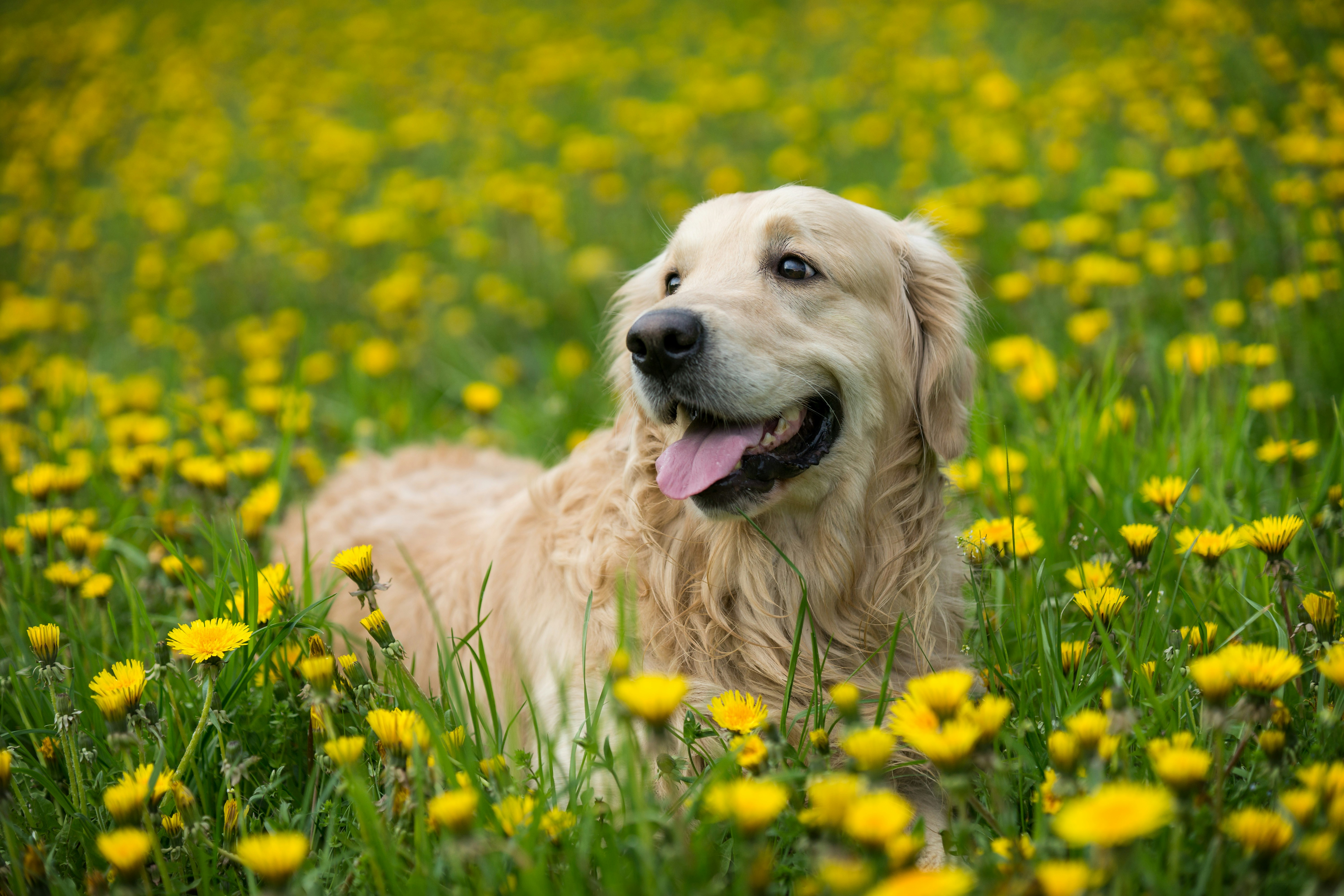 Golden Field Companion: A Golden Retriever Enjoys a Sunlit Meadow