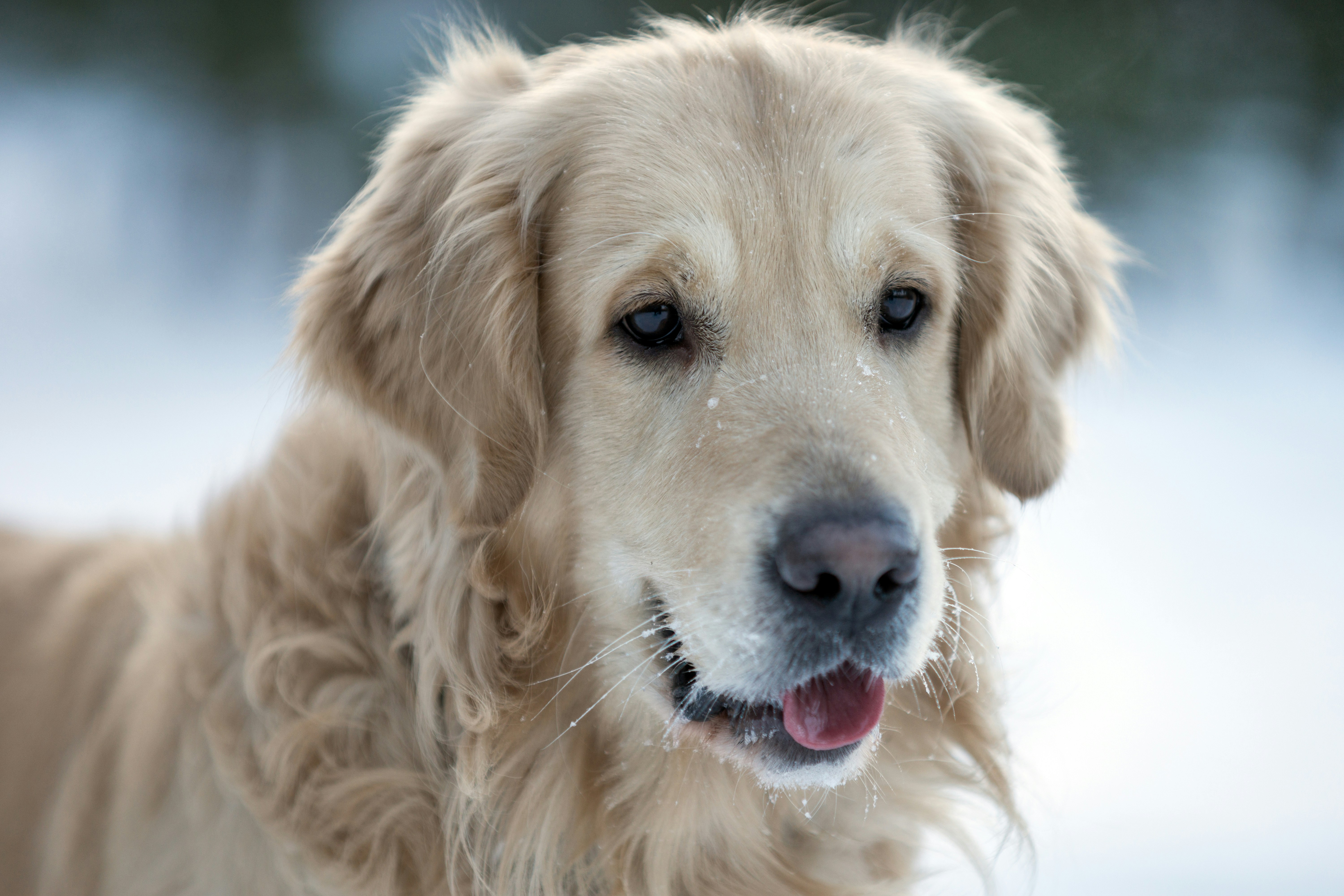 Golden Retriever in Winter Light: Soft Focus and Gentle Expression