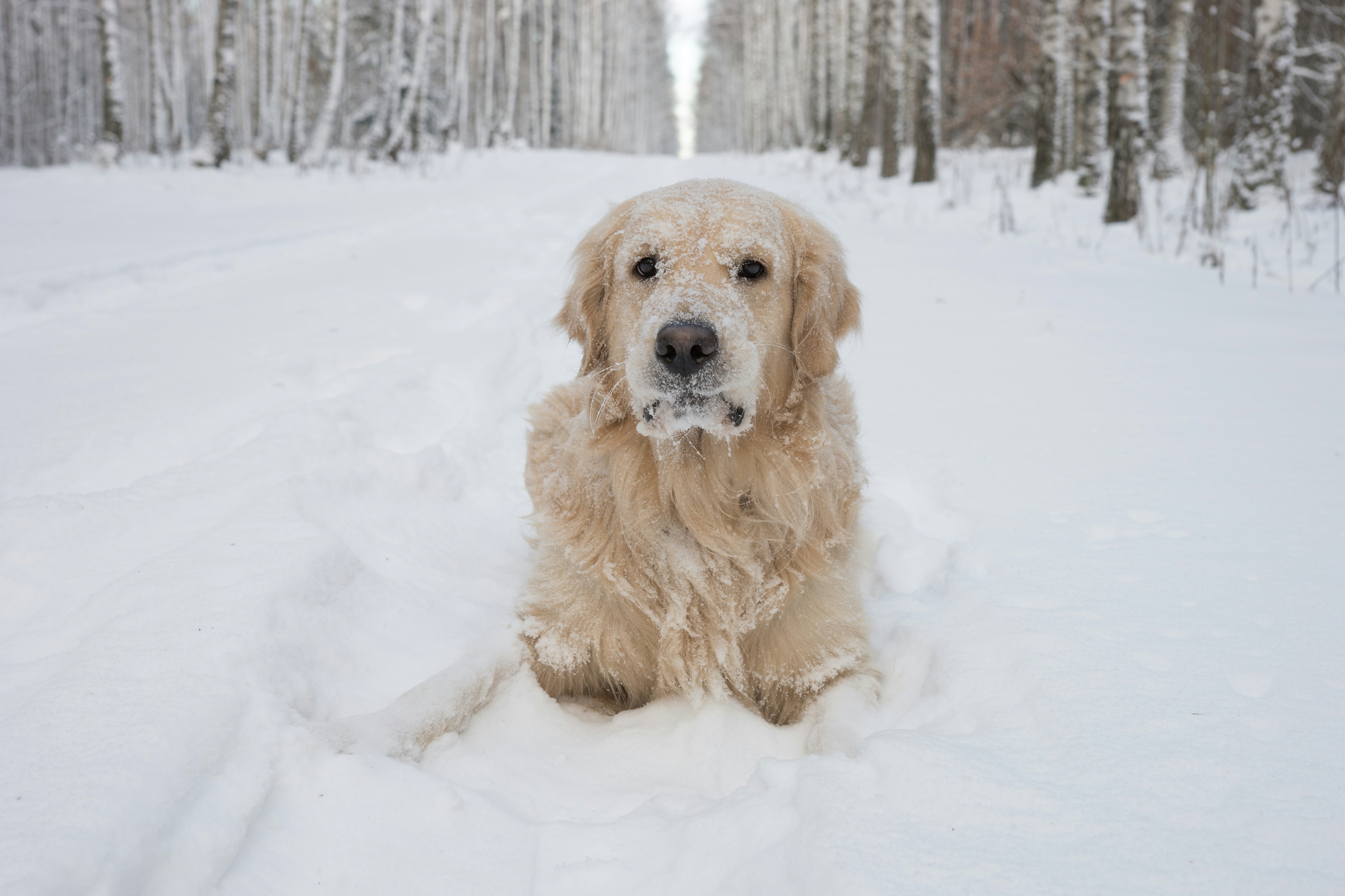 Snowbound Golden: A Golden Retriever's Quiet Moment in White Silence