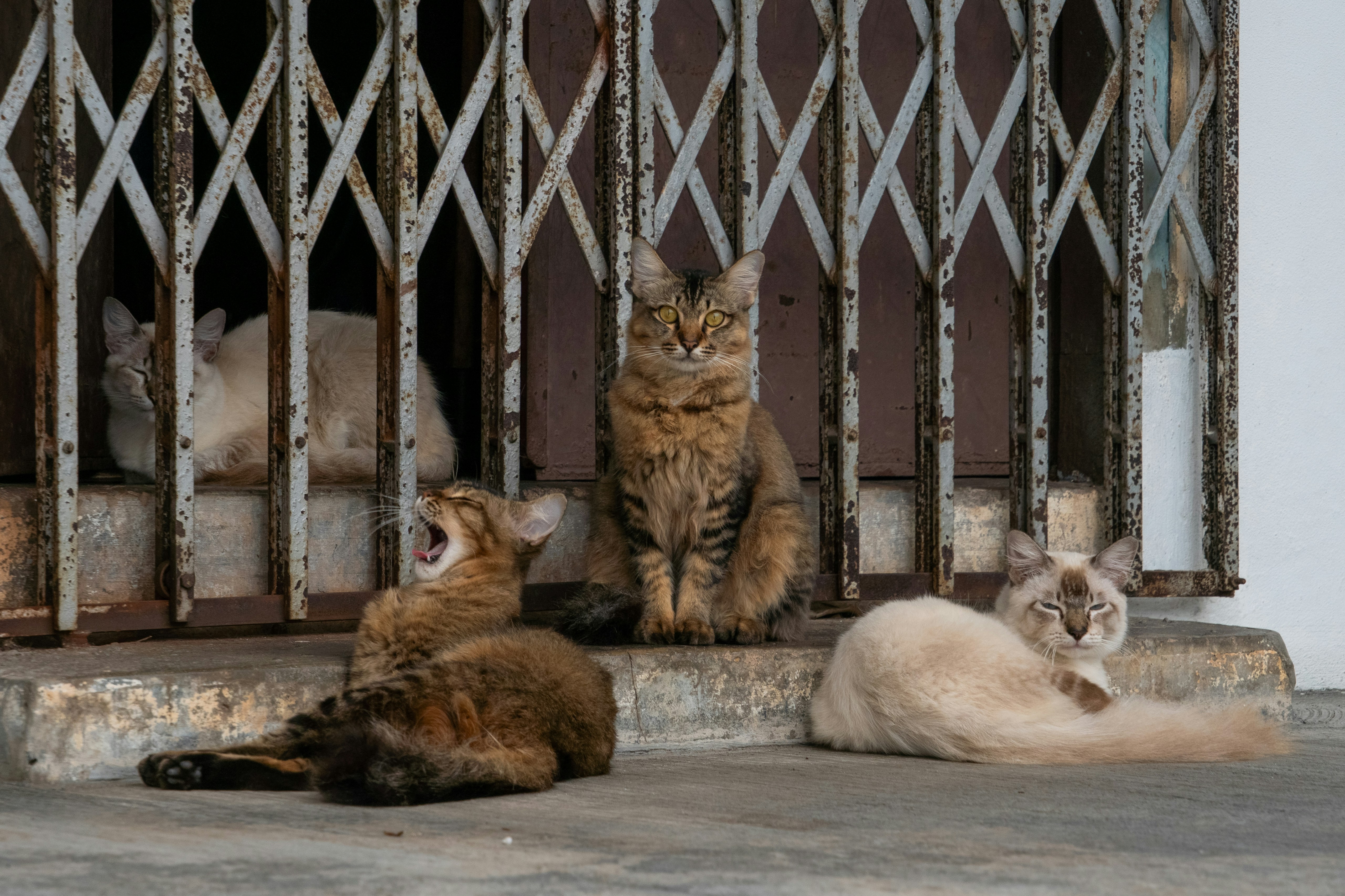 Three Cats at a Rusted Gate: Quiet Watchers on a Concrete Threshold