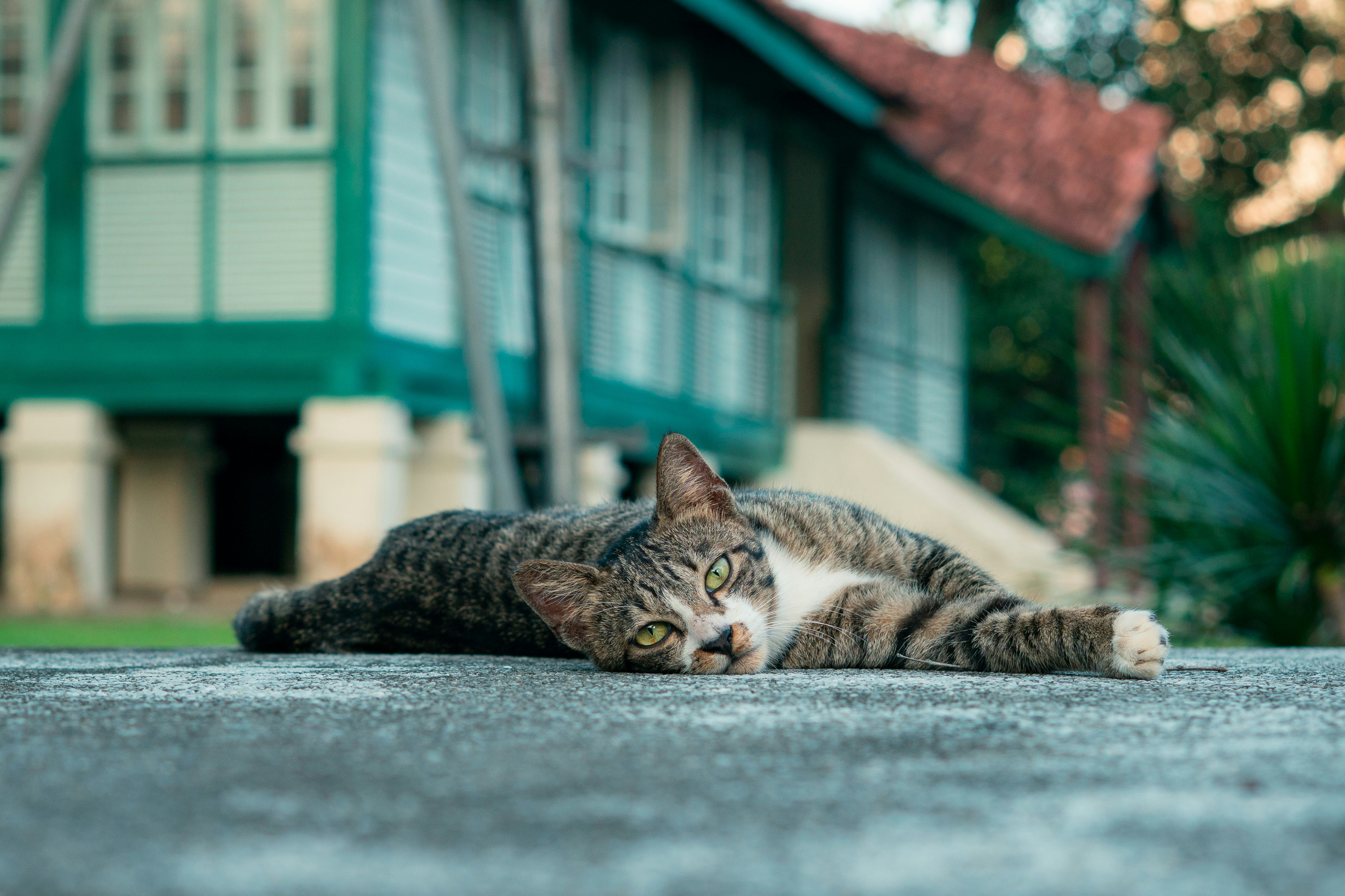 Lounge of the Line: A Cat Rests in Front of a Quiet House