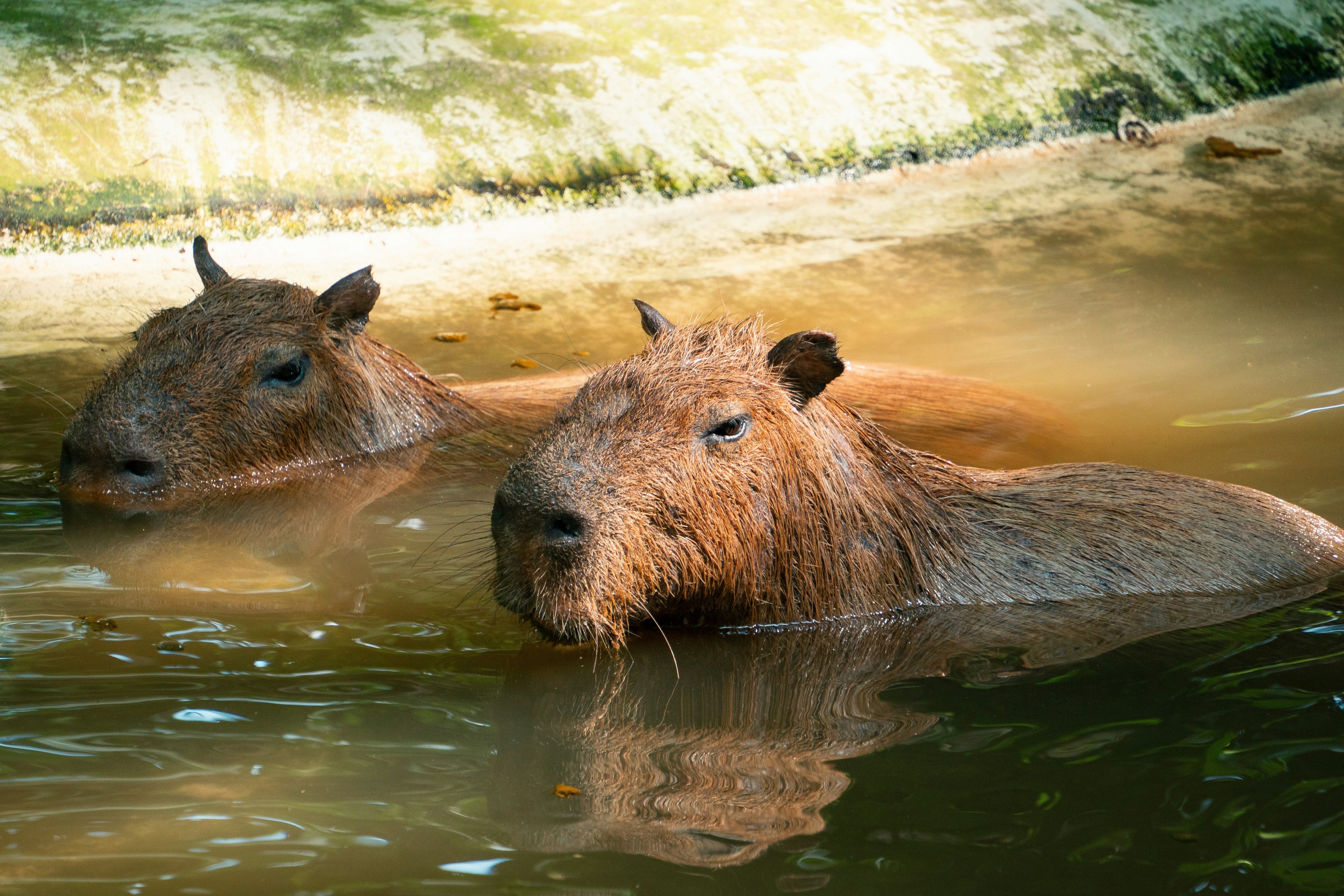 Hippos at the Waterline: Quiet Morning in Murky Light