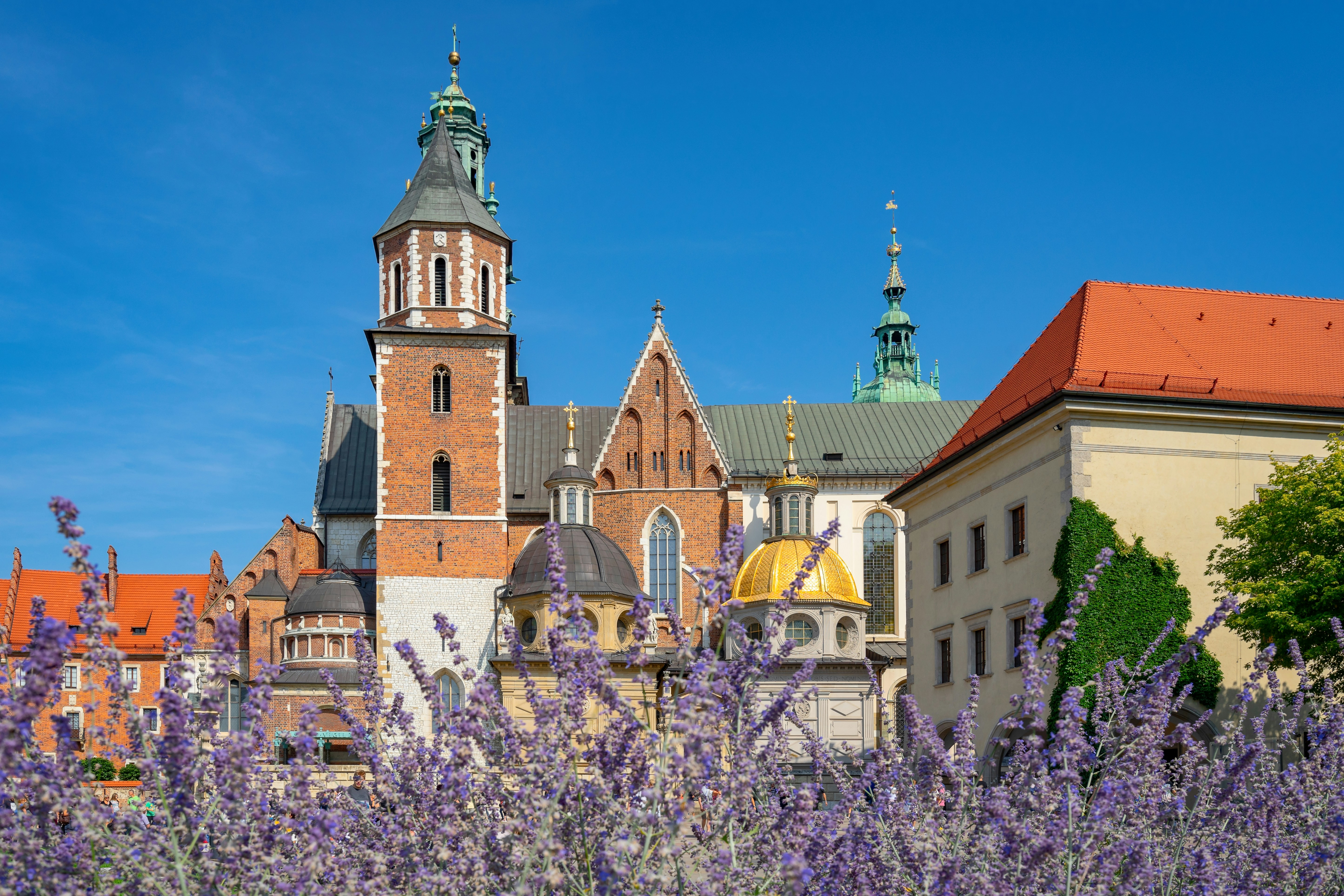 Lavender in Bloom Before a Historic Cityscape