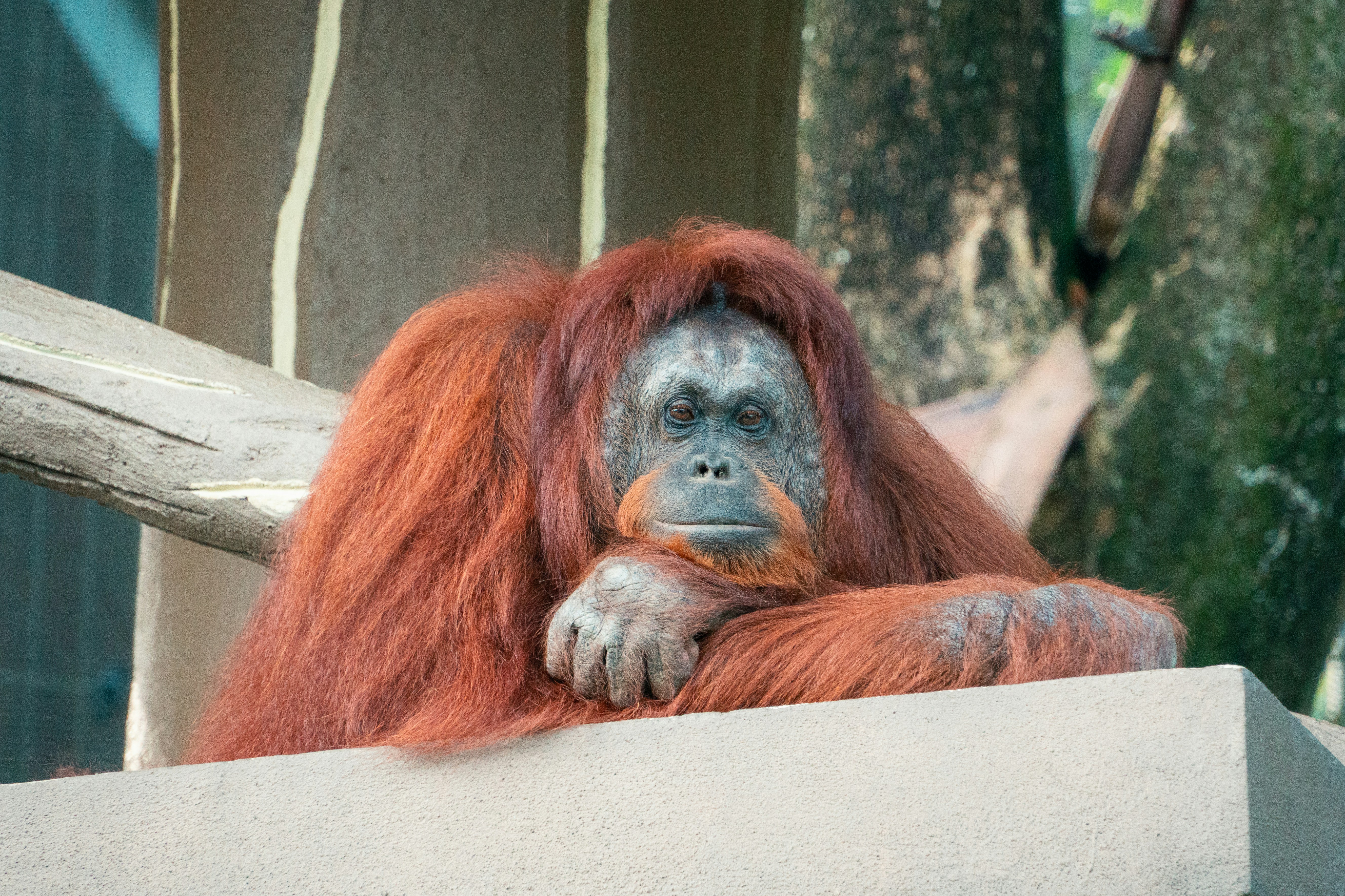 Thoughtful Gaze of the Red-Crowned Orangutan