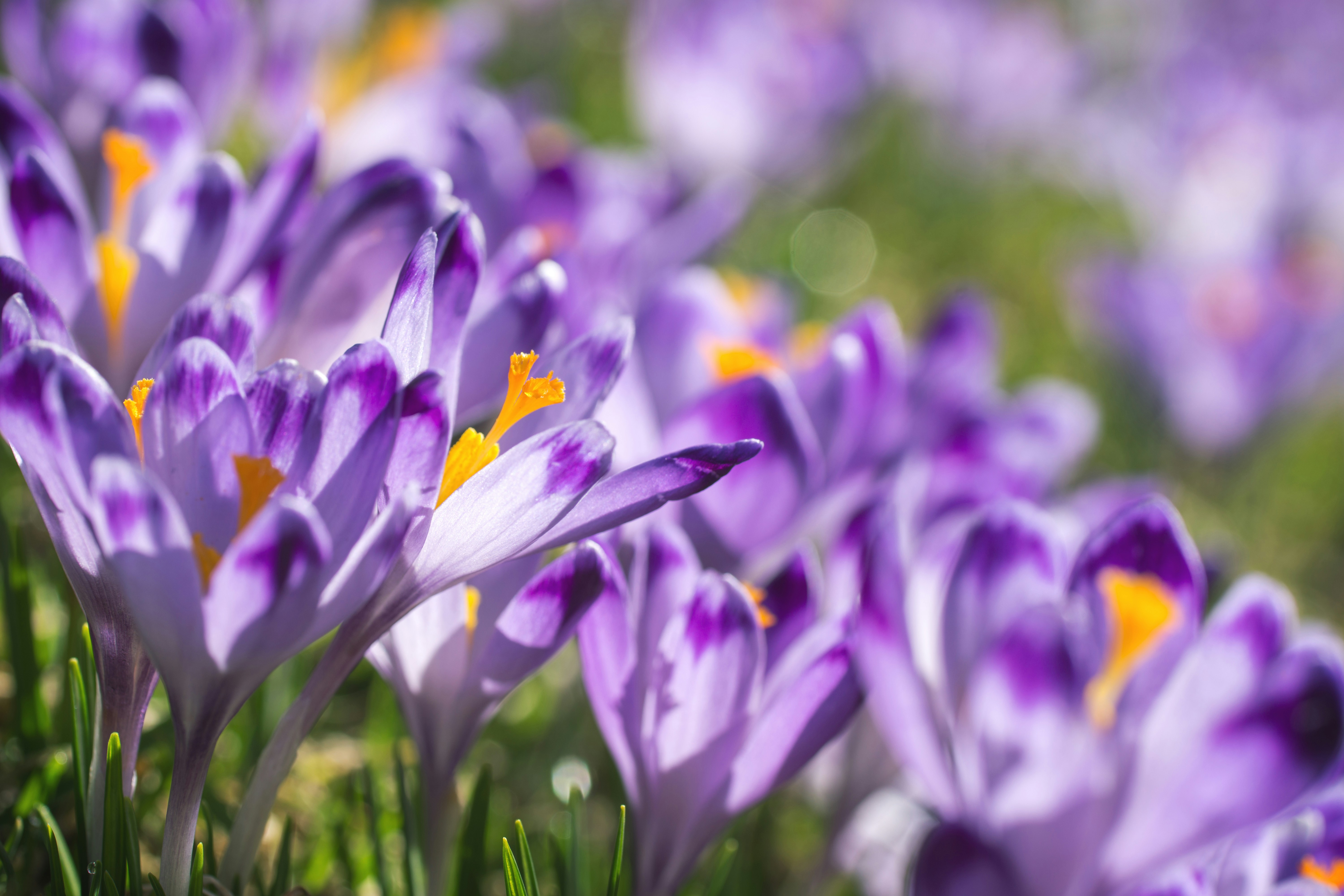 Purple Crocus Wake: A Sunlit Wake of Violet Petals