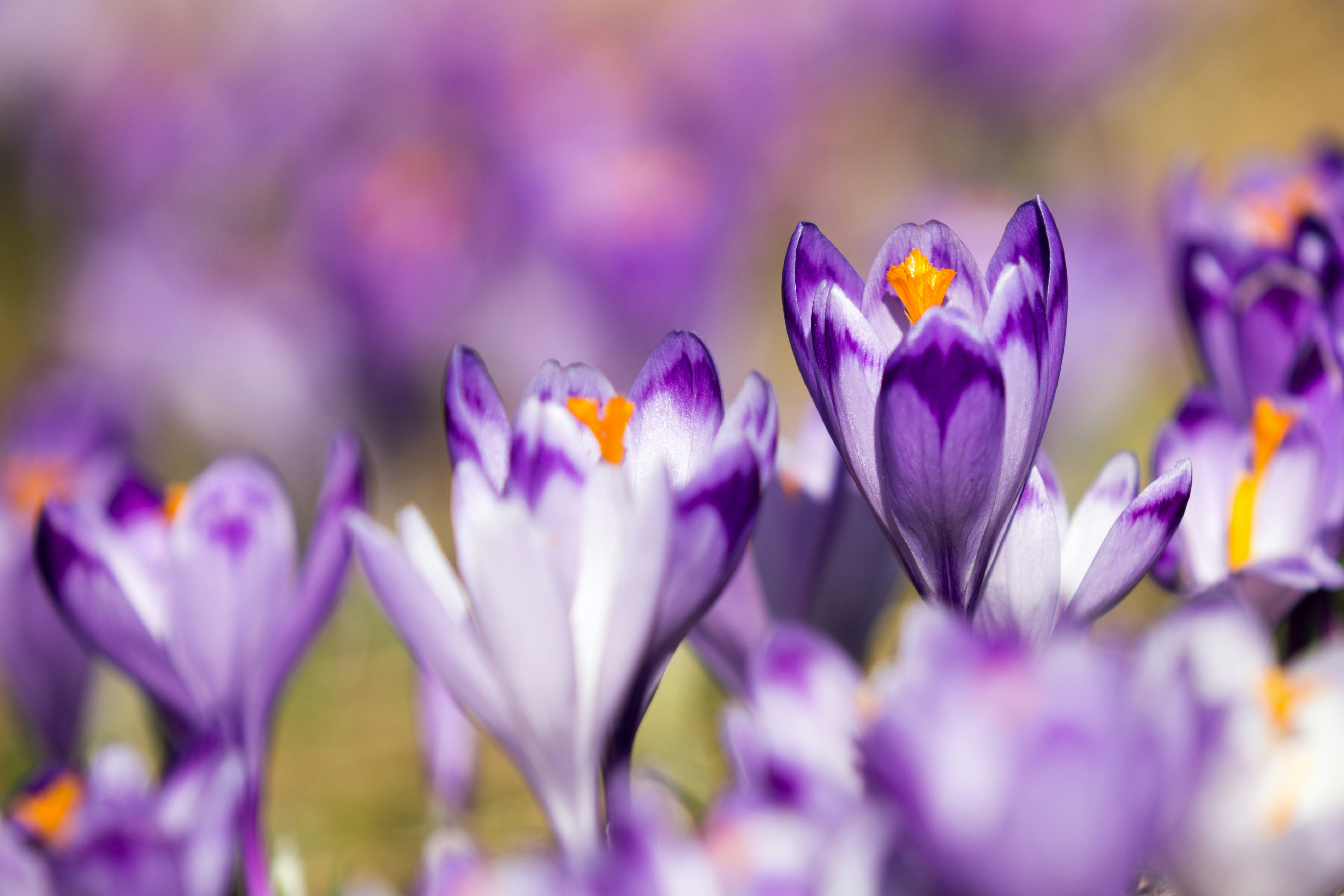 Crocus Crown: Close-Up of Violet Blooms in Spring Field