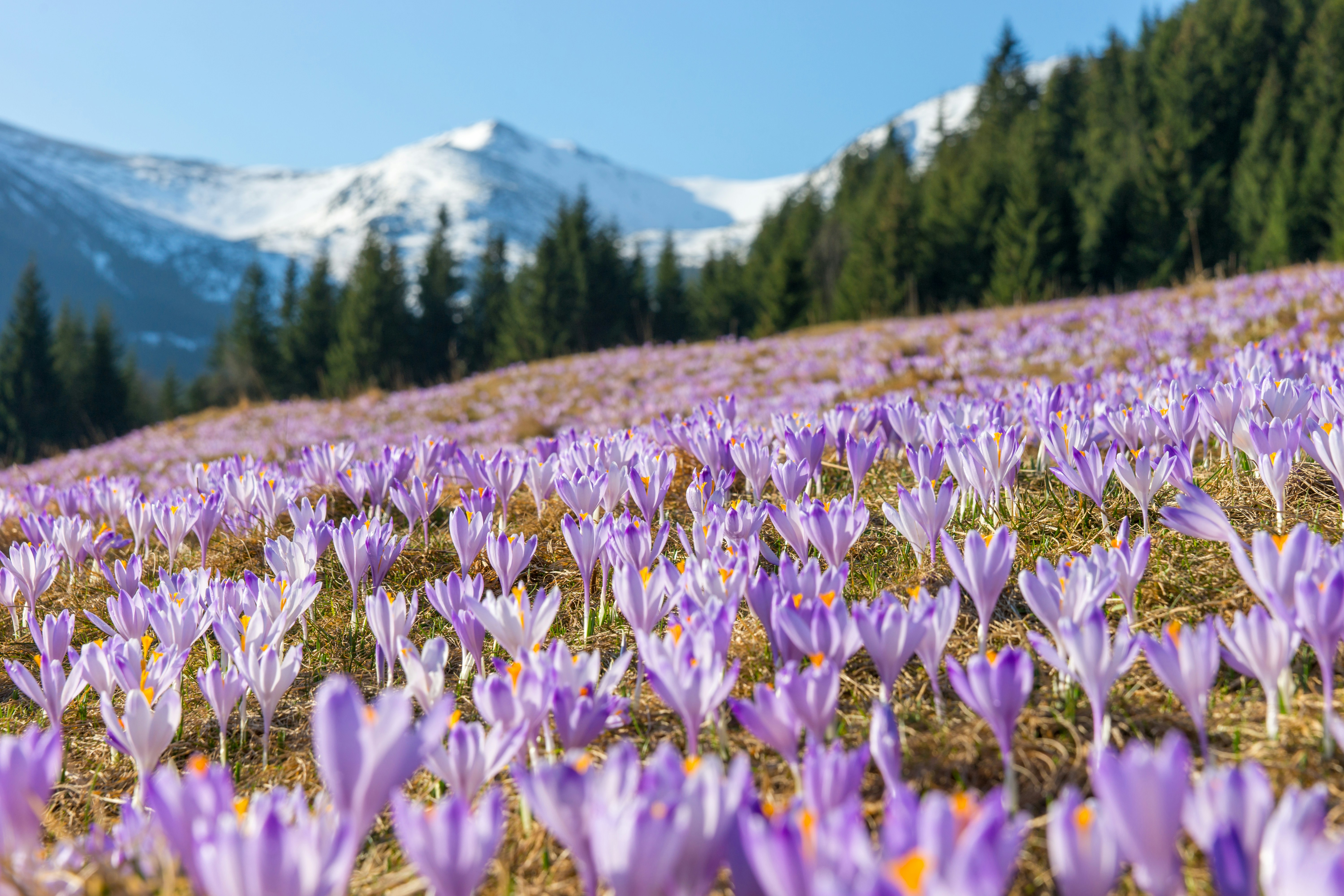 Purple Crocus Field Under Alpine Snowcaps