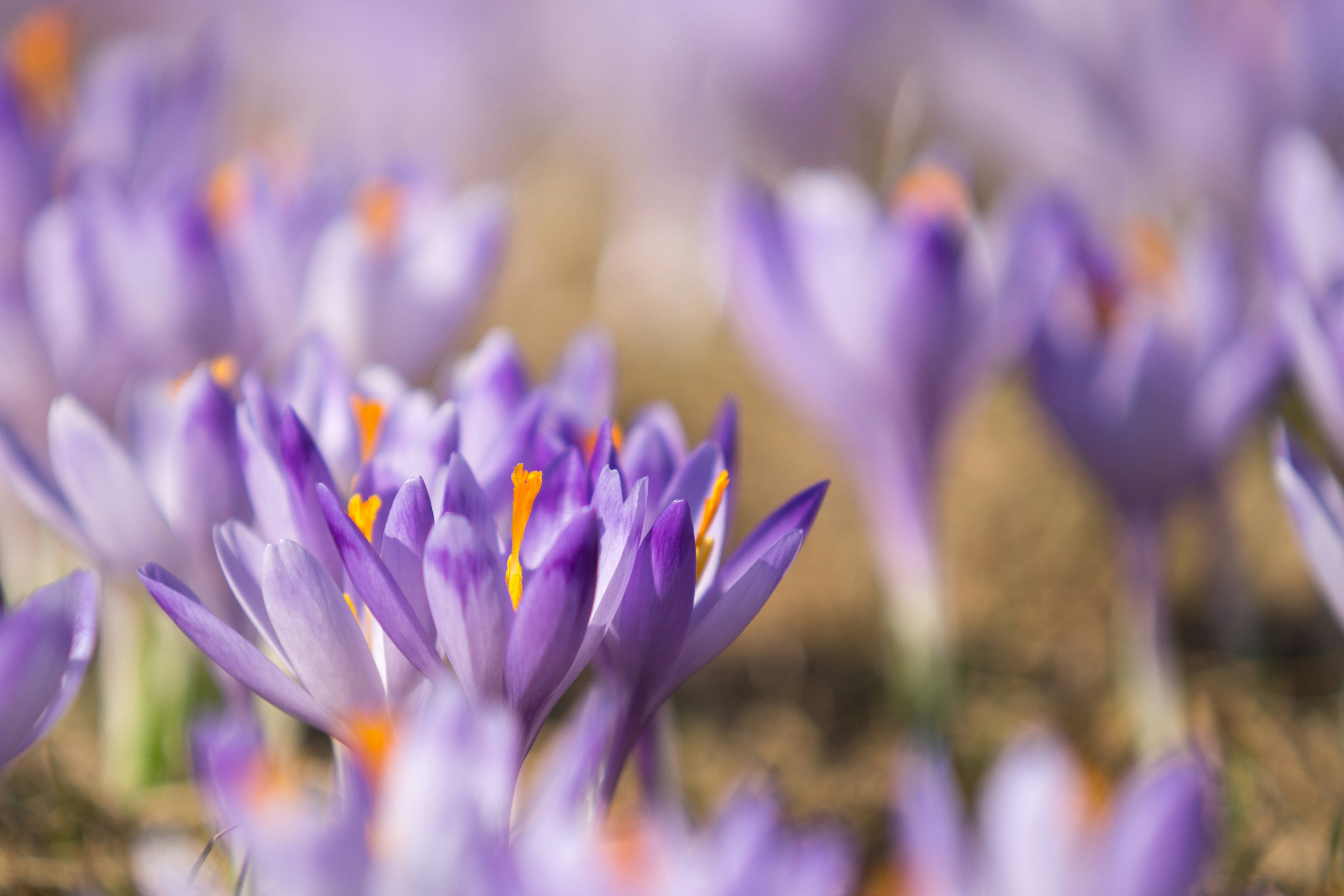 First Light on a Field of Violet Crocuses