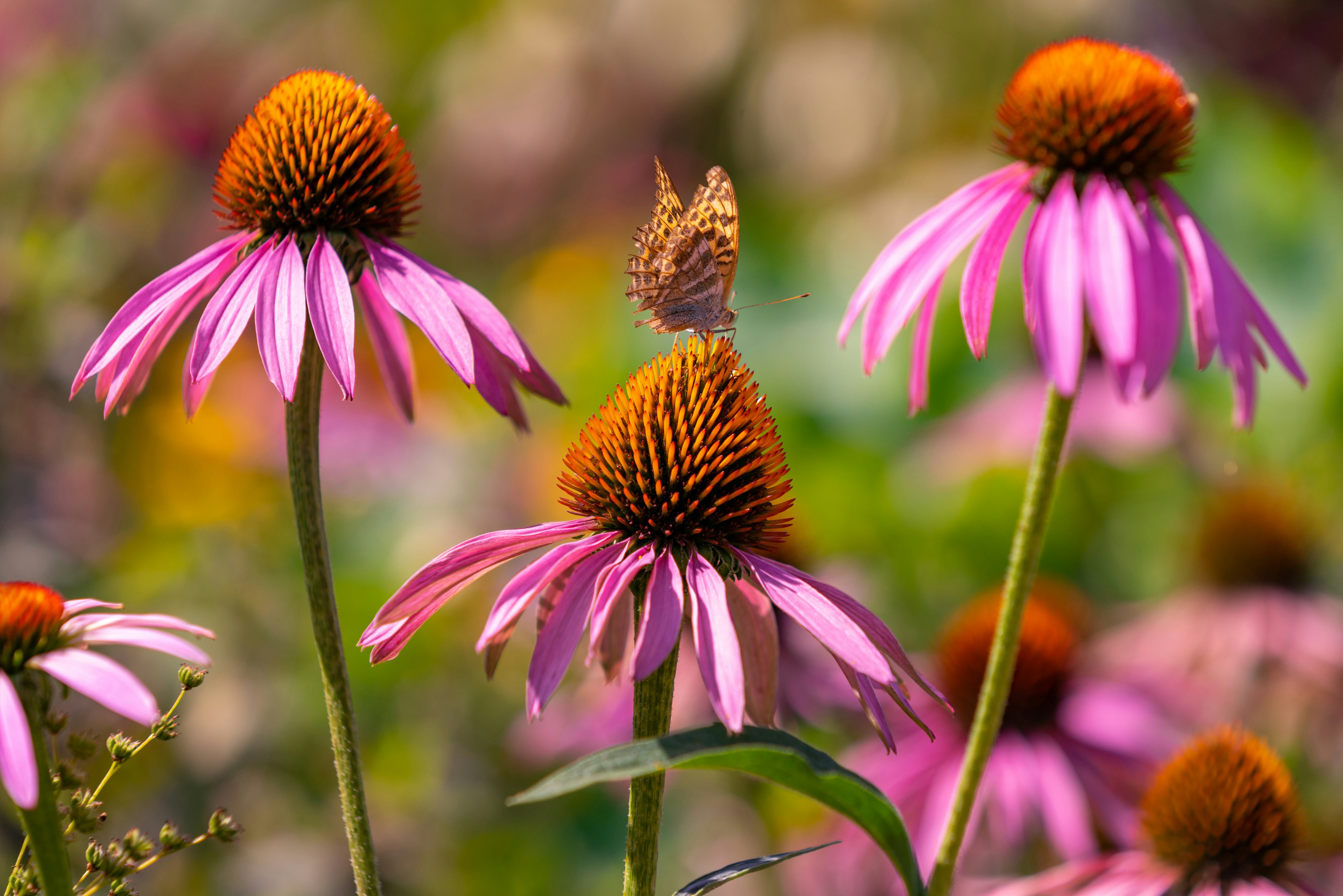 Fluttering Monarch of the Meadow: A Petal-Backed Moment
