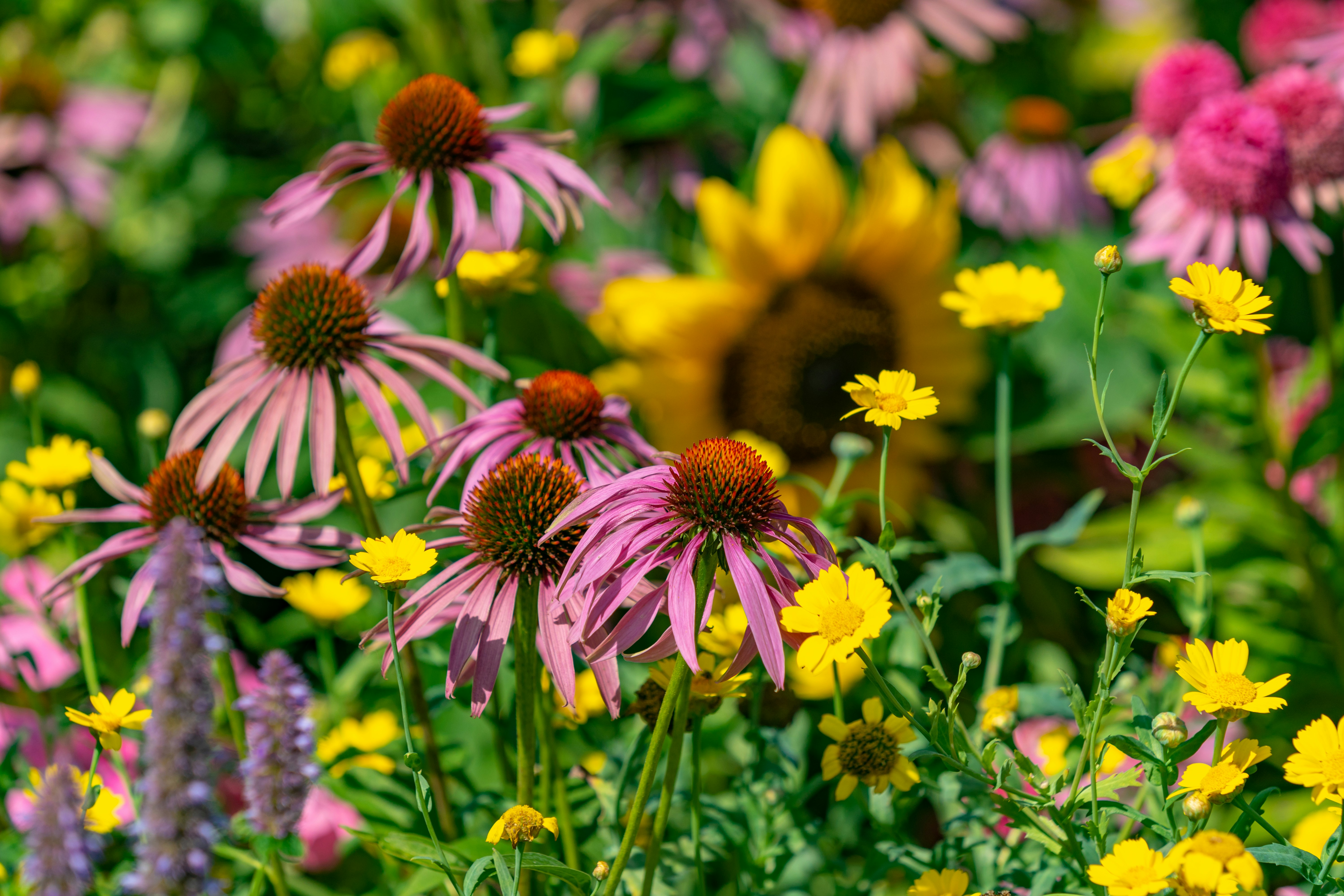 Sunlit Coneflowers and Golden Coreopsis in a Spring Meadow