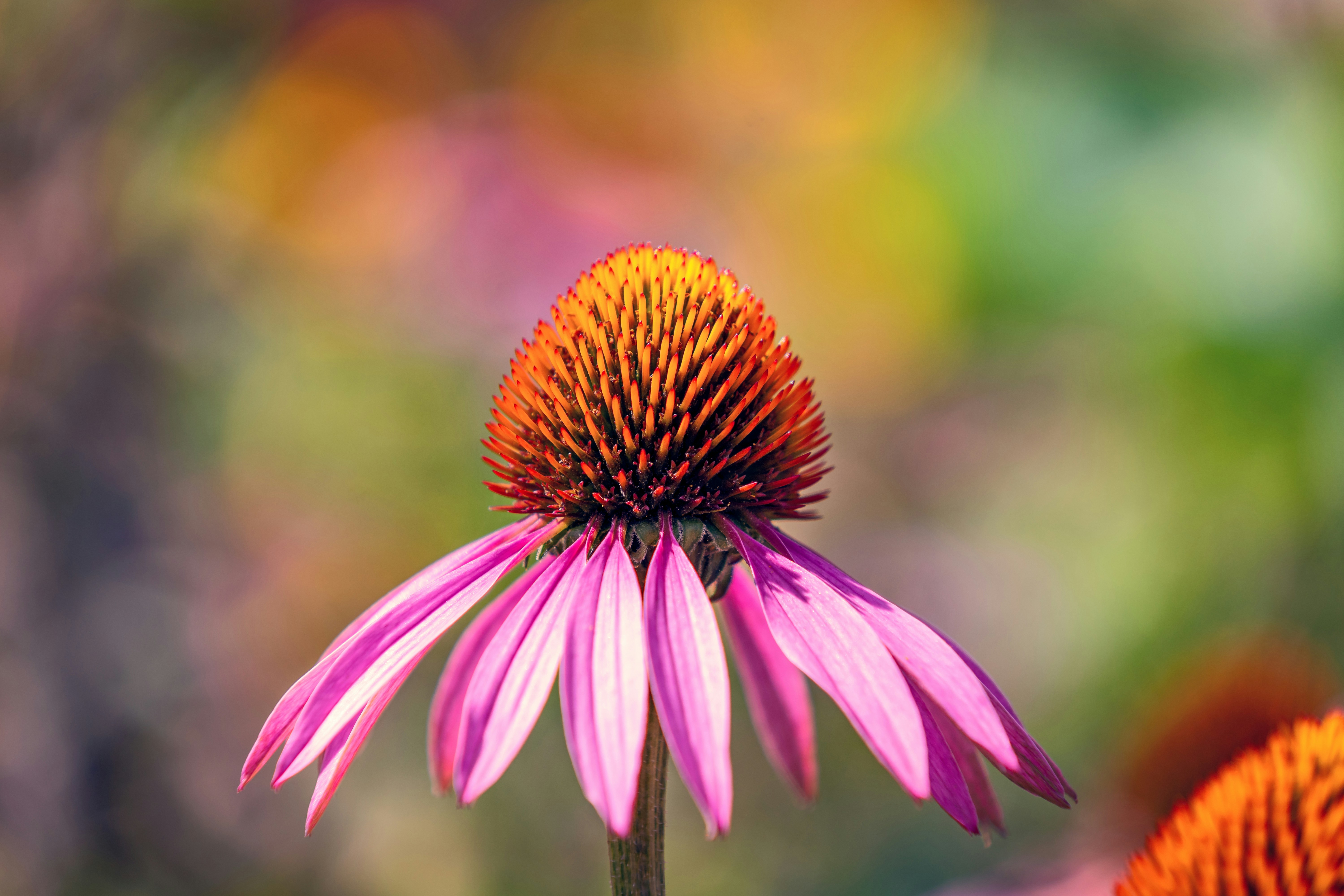 Purple Coneflower Crown: A Bold Center of Color